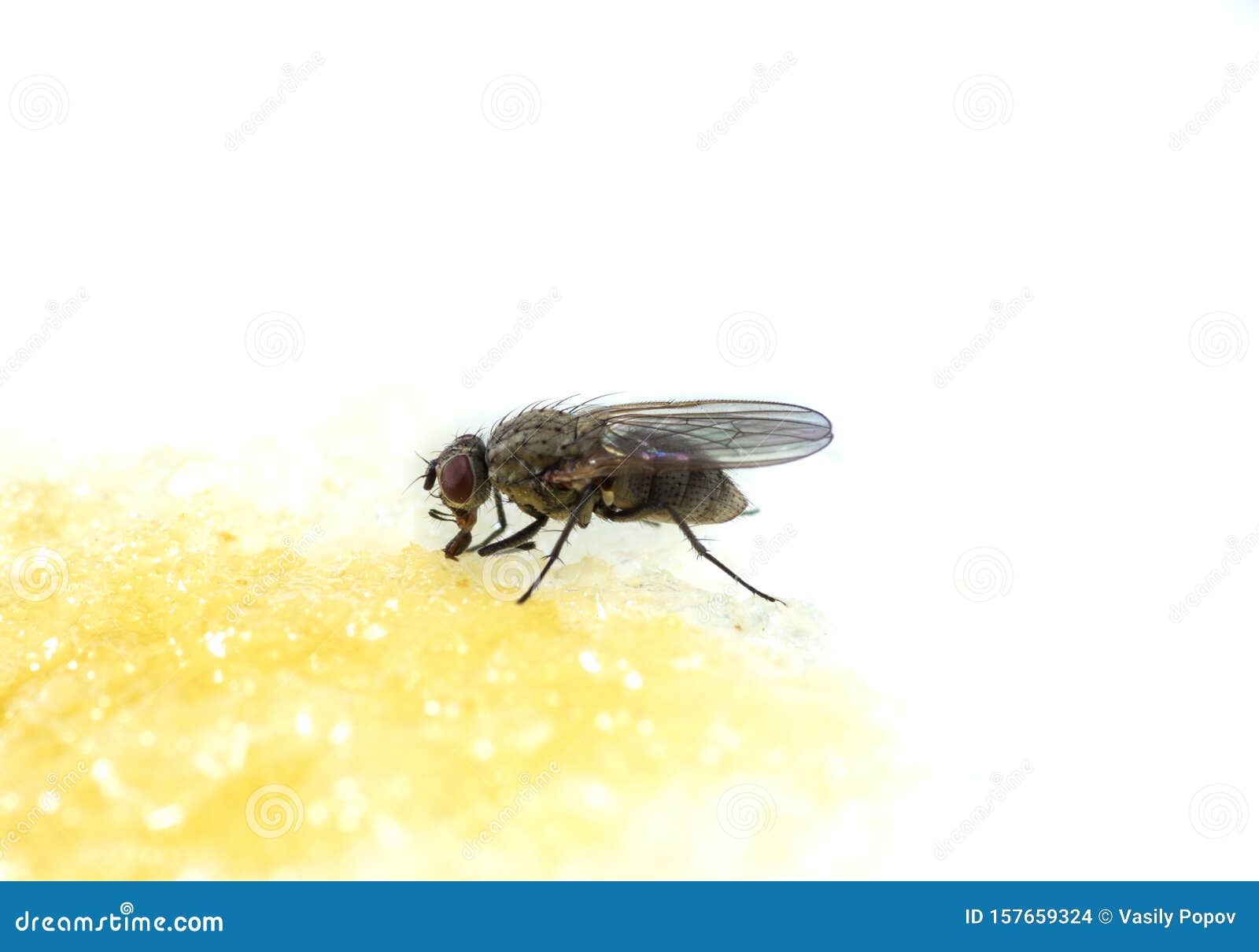 The Usual Black Insect Fly Sits and Eats Food: Watermelon, Bread, Honey ...