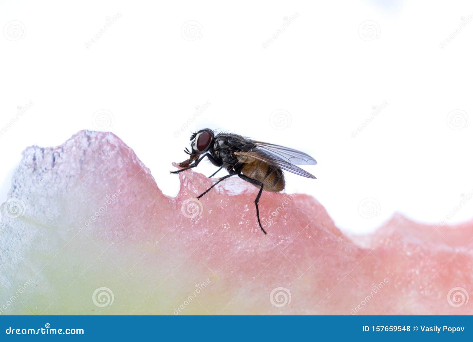The Usual Black Insect Fly Sits and Eats Food: Watermelon, Bread, Honey ...