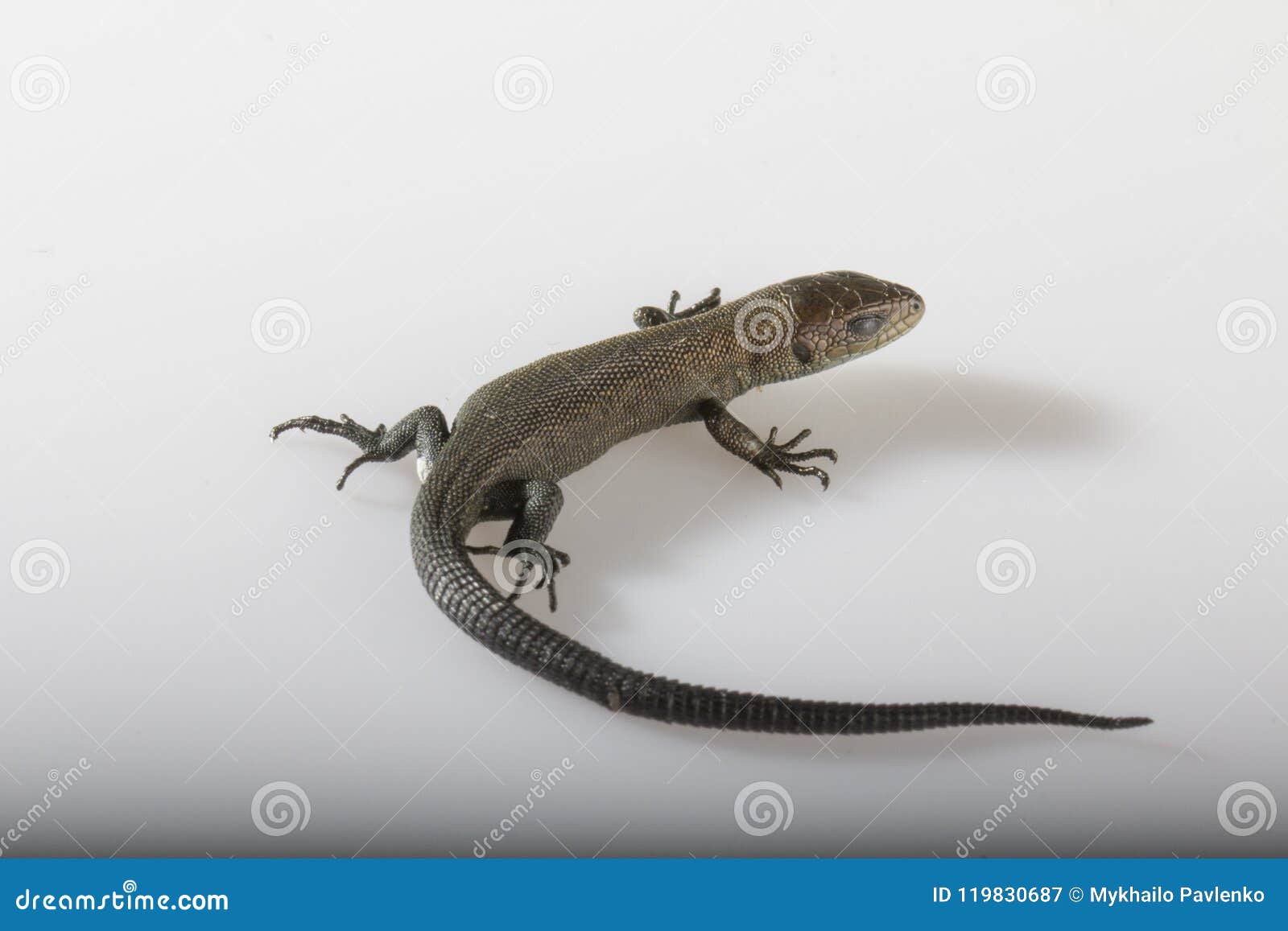 Usual Gray Lizard On White Background Stock Image - Image of ...