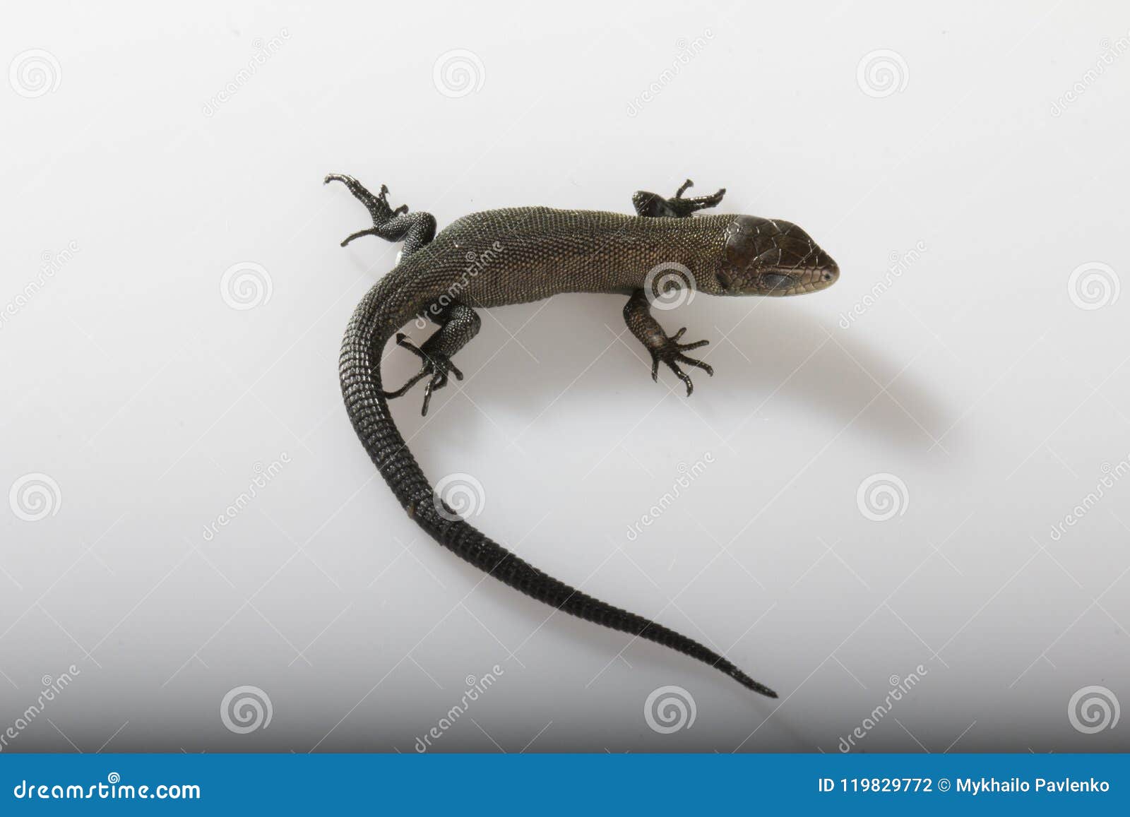 Usual Gray Lizard on White Background Stock Photo - Image of ...
