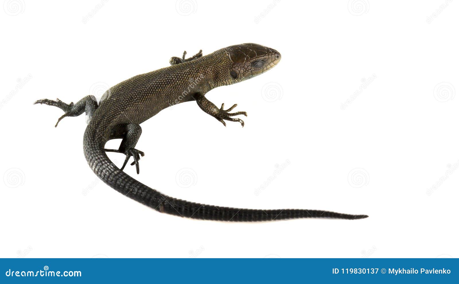 Usual Gray Lizard on White Background Stock Image - Image of creeper ...