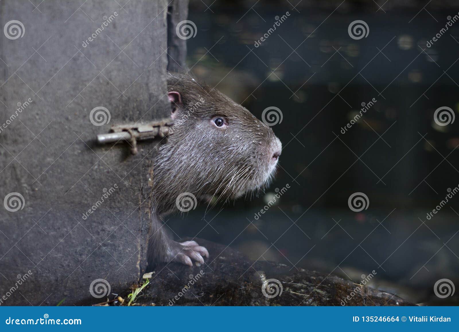 Usual large nutria stock photo. Image of close, domestication - 135246664