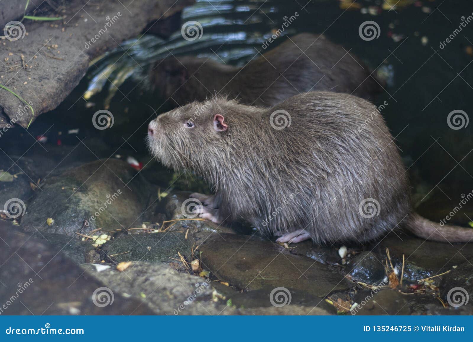 Usual large nutria stock image. Image of herbivorous - 135246725