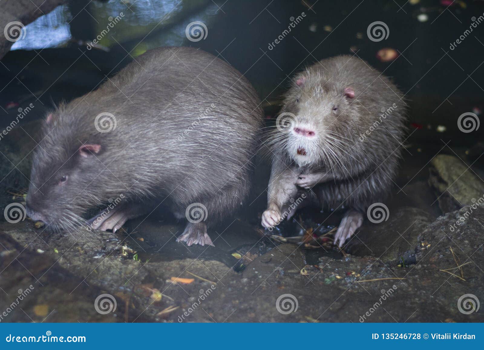 Usual large nutria stock photo. Image of beaver, animals - 135246728