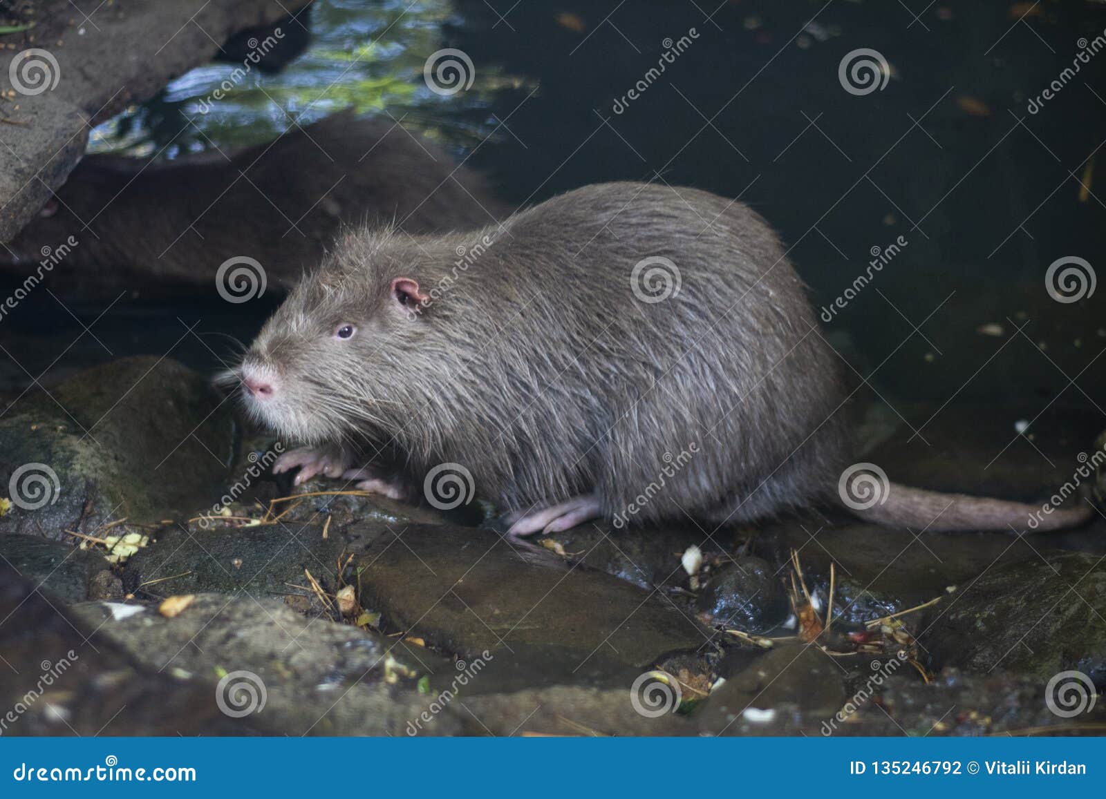 Usual large nutria stock photo. Image of closeup, canal - 135246792