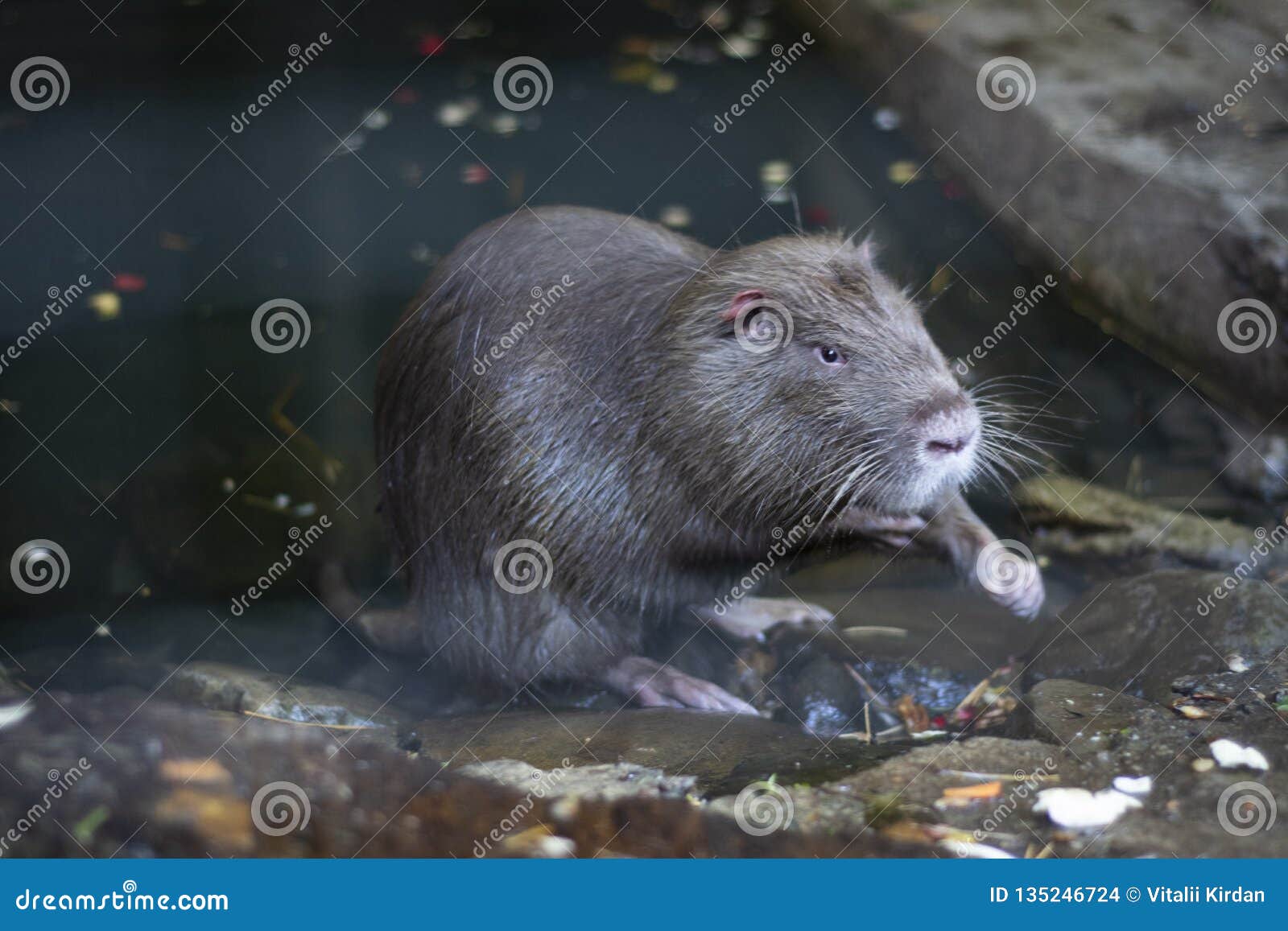 Usual large nutria stock photo. Image of large, funny - 135246724