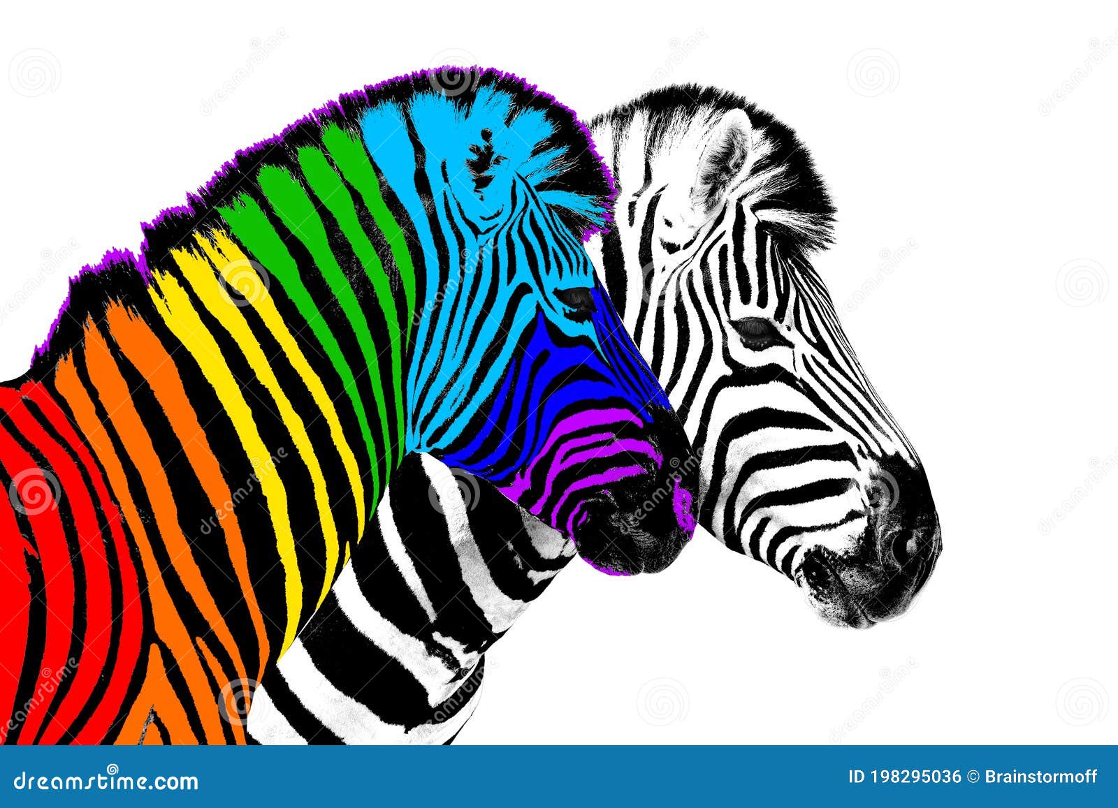 Zebra On A White Background /Young Male Zebra Isolated On White ...