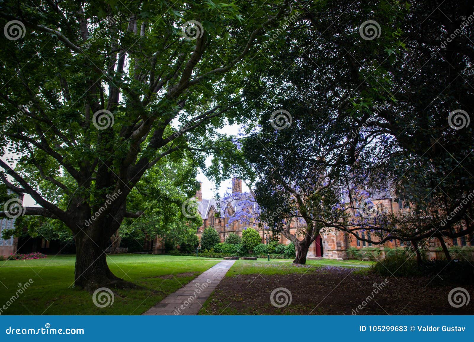 USYD-Campus stock afbeelding. Image of zonlicht, park - 105299683