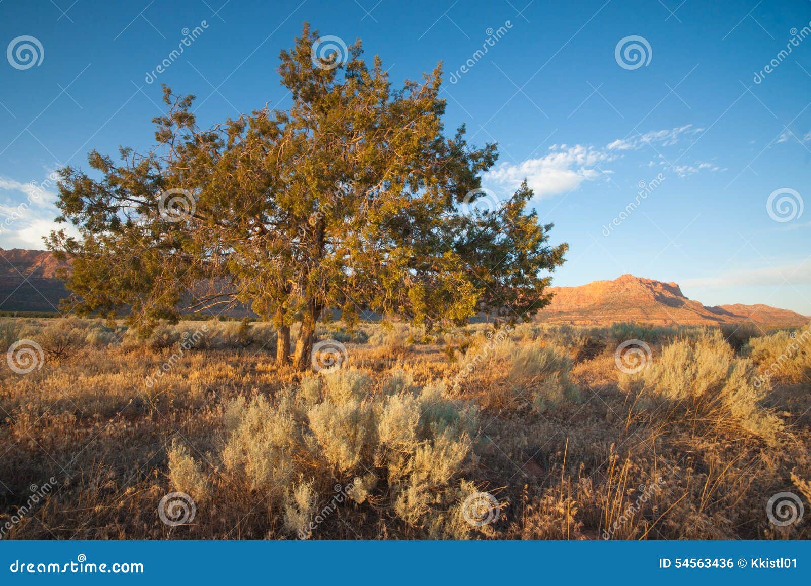 Utah Desert Pinon Tree stock photo. Image of journey - 54563436