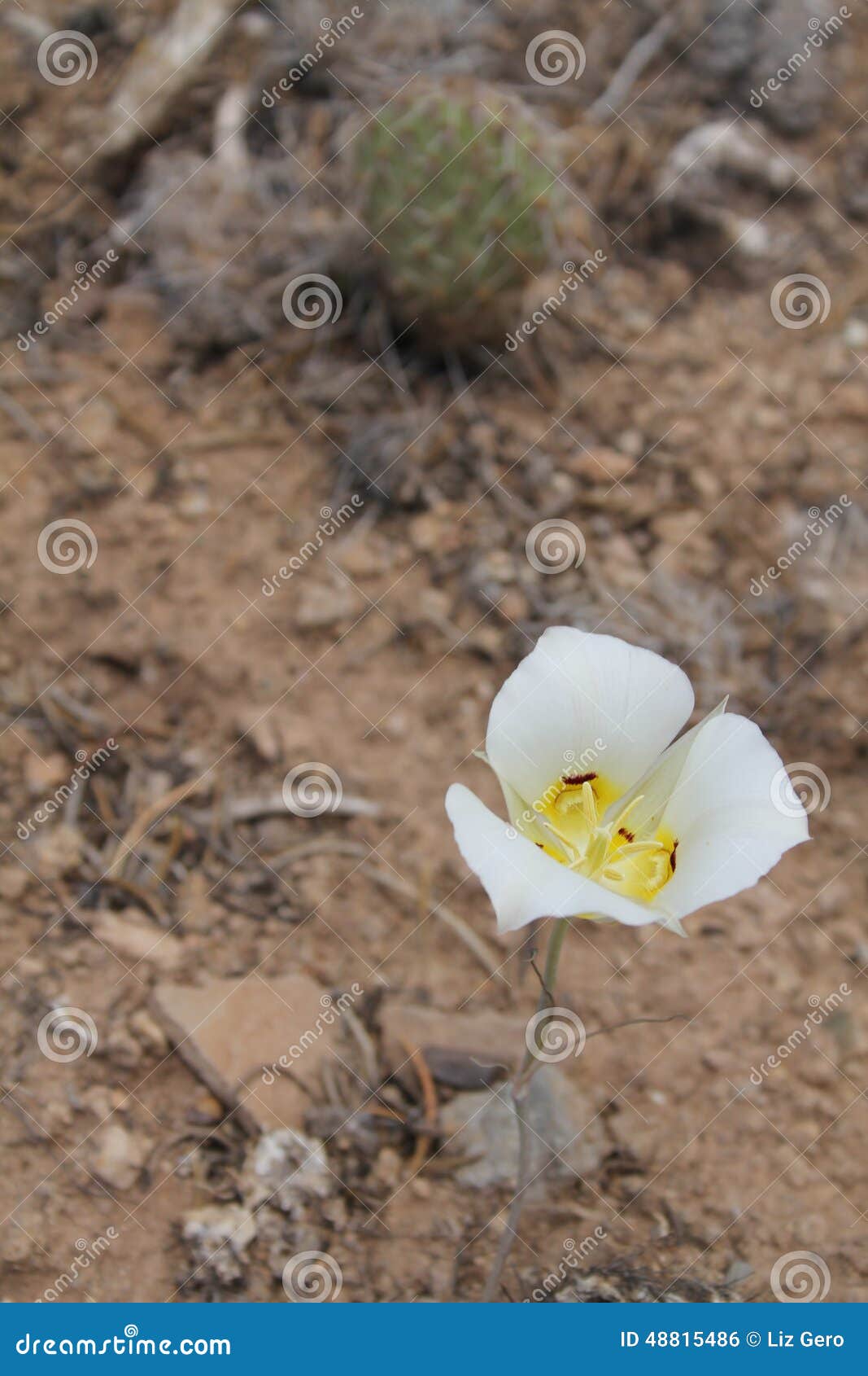 Utah desert wildflower stock photo. Image of flower, nature - 48815486
