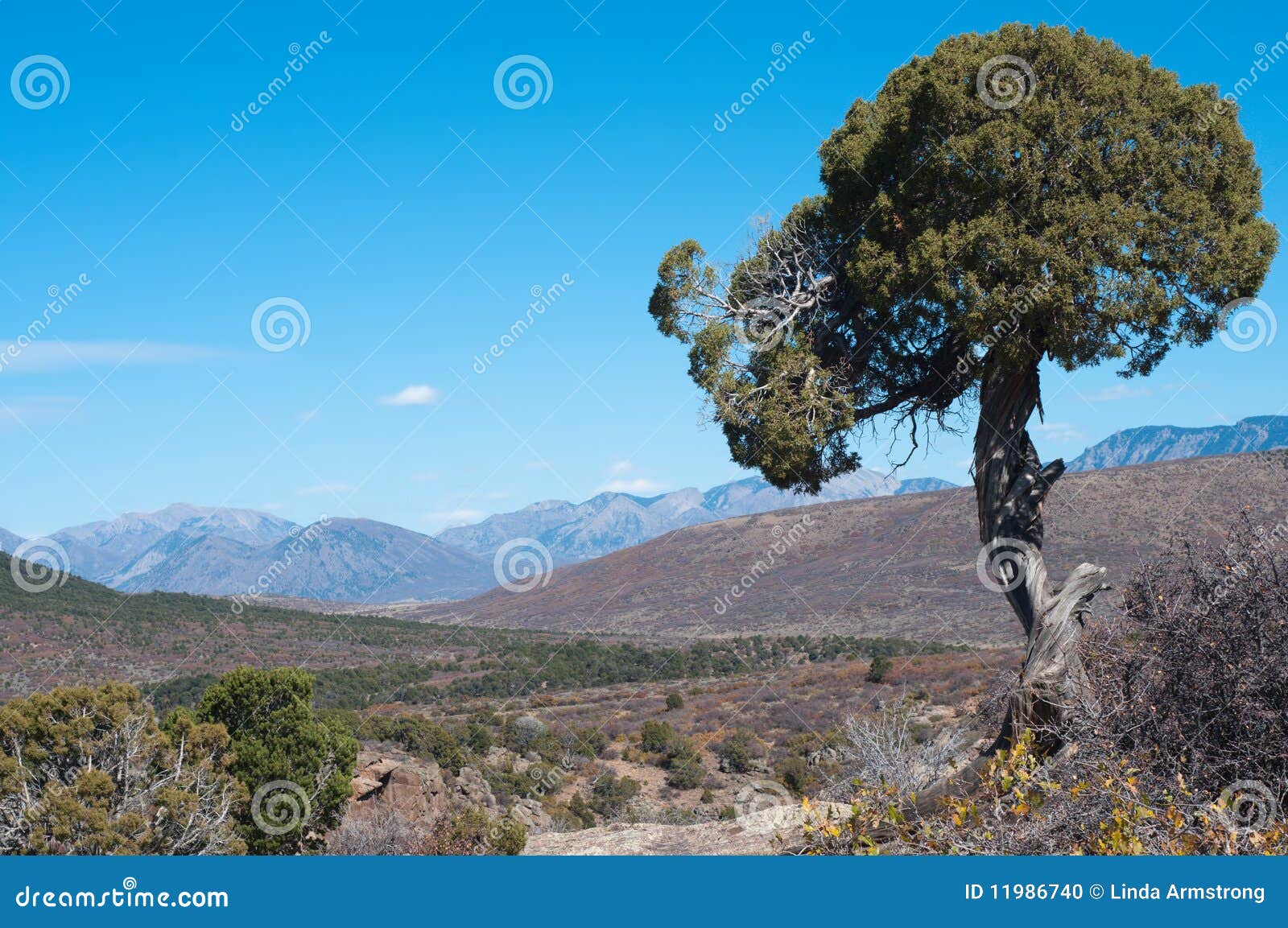 Utah Juniper stock photo. Image of montrose, park, national - 11986740