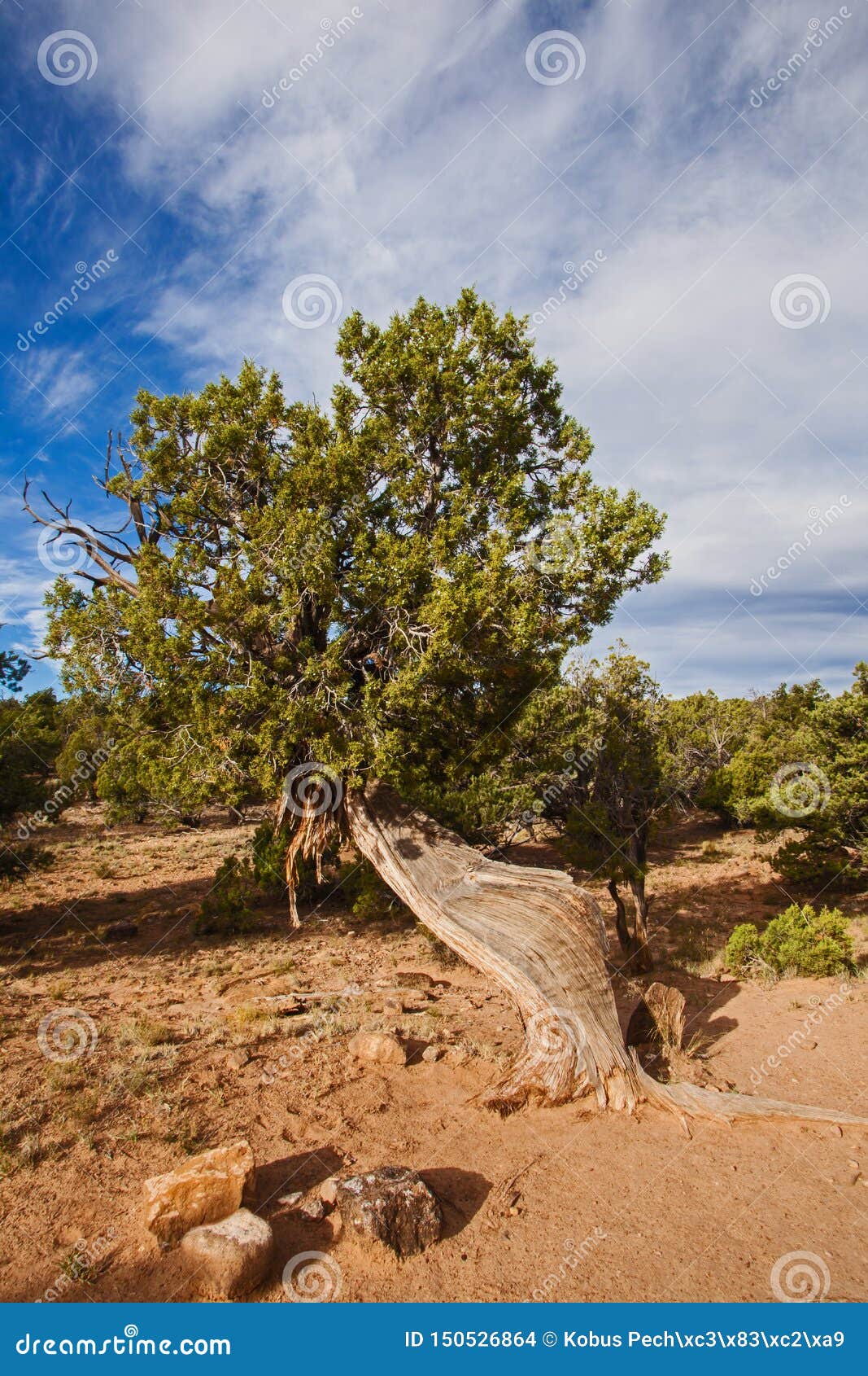 Utah Juniper 8 stock photo. Image of bark, ecology, environment - 150526864