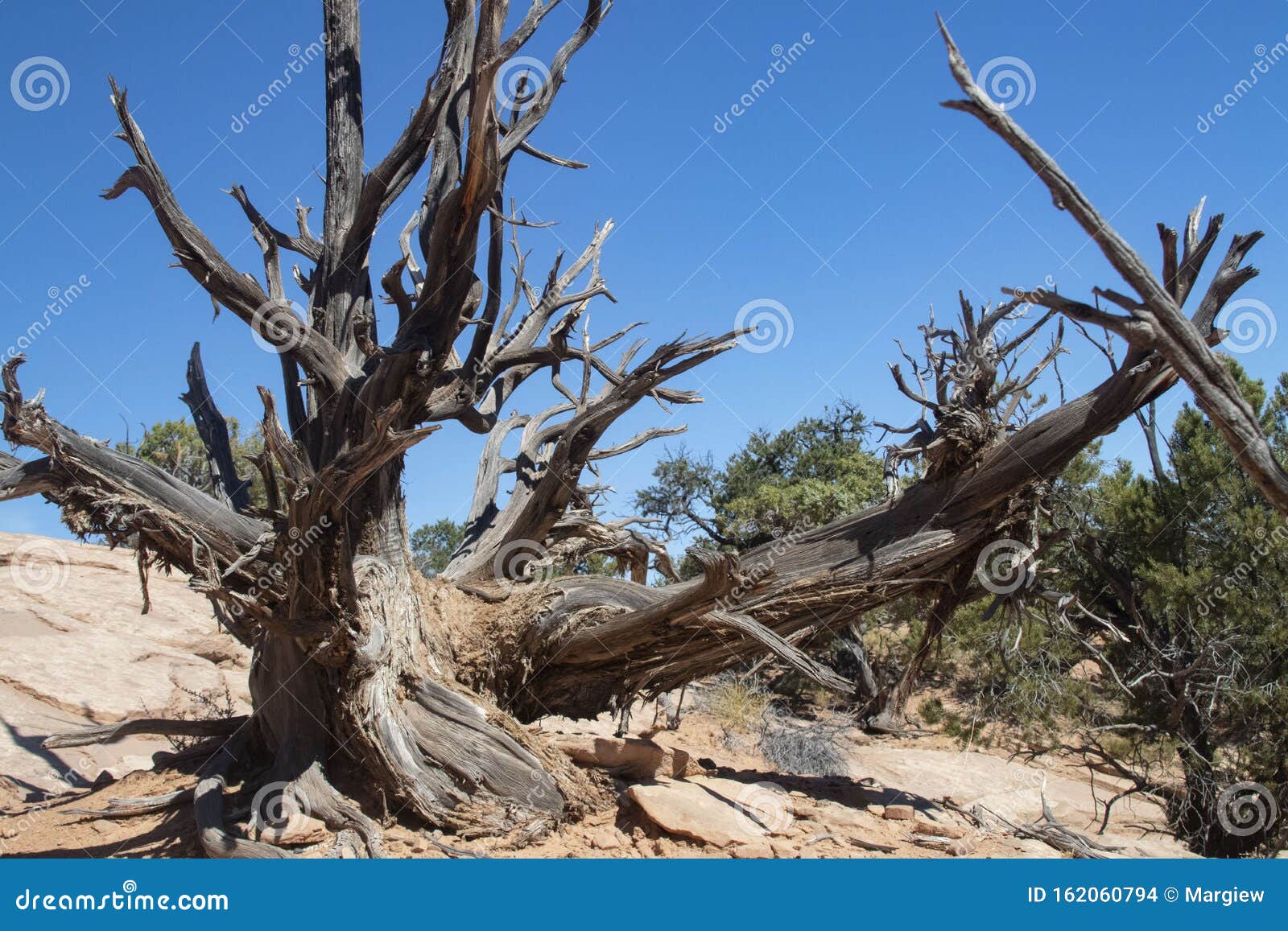 Utah Juniper stock photo. Image of colors, dead, drought - 162060794