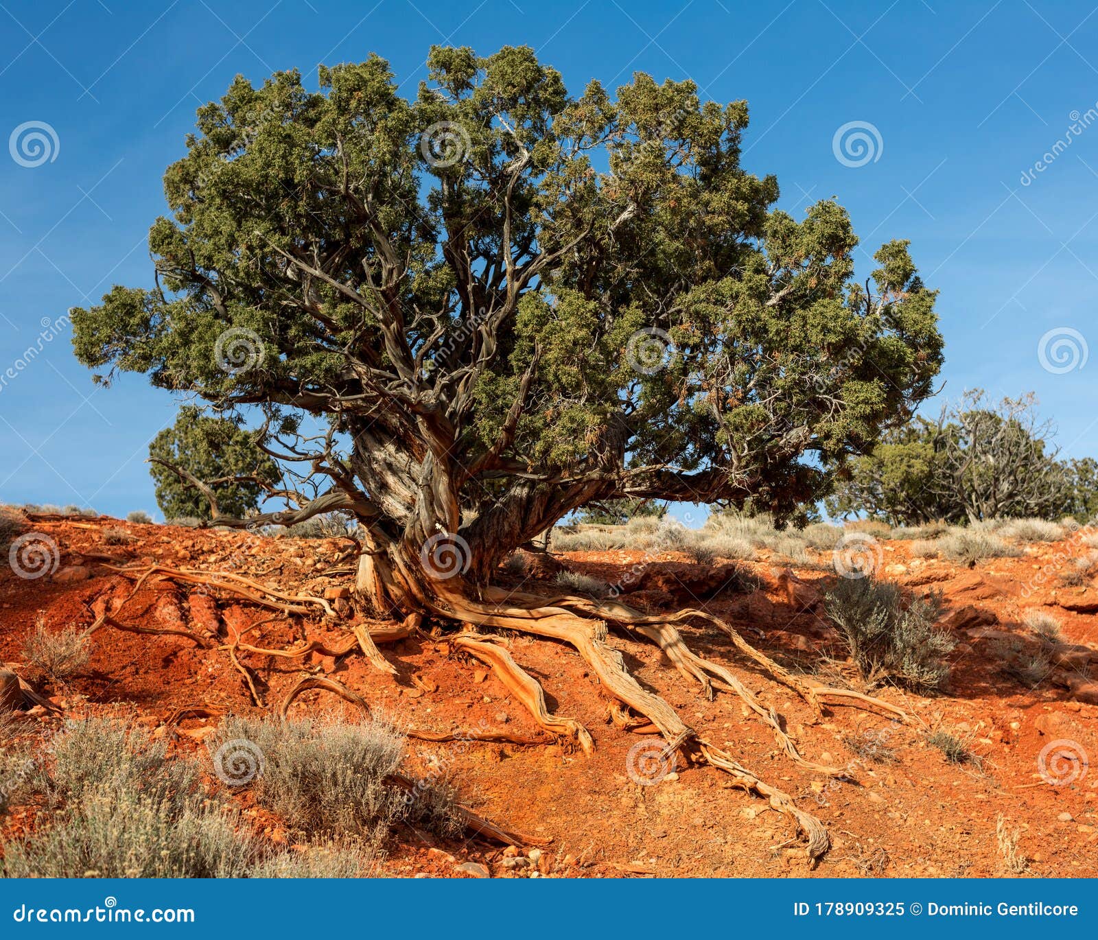 Utah Juniper root erosion stock image. Image of color - 178909325