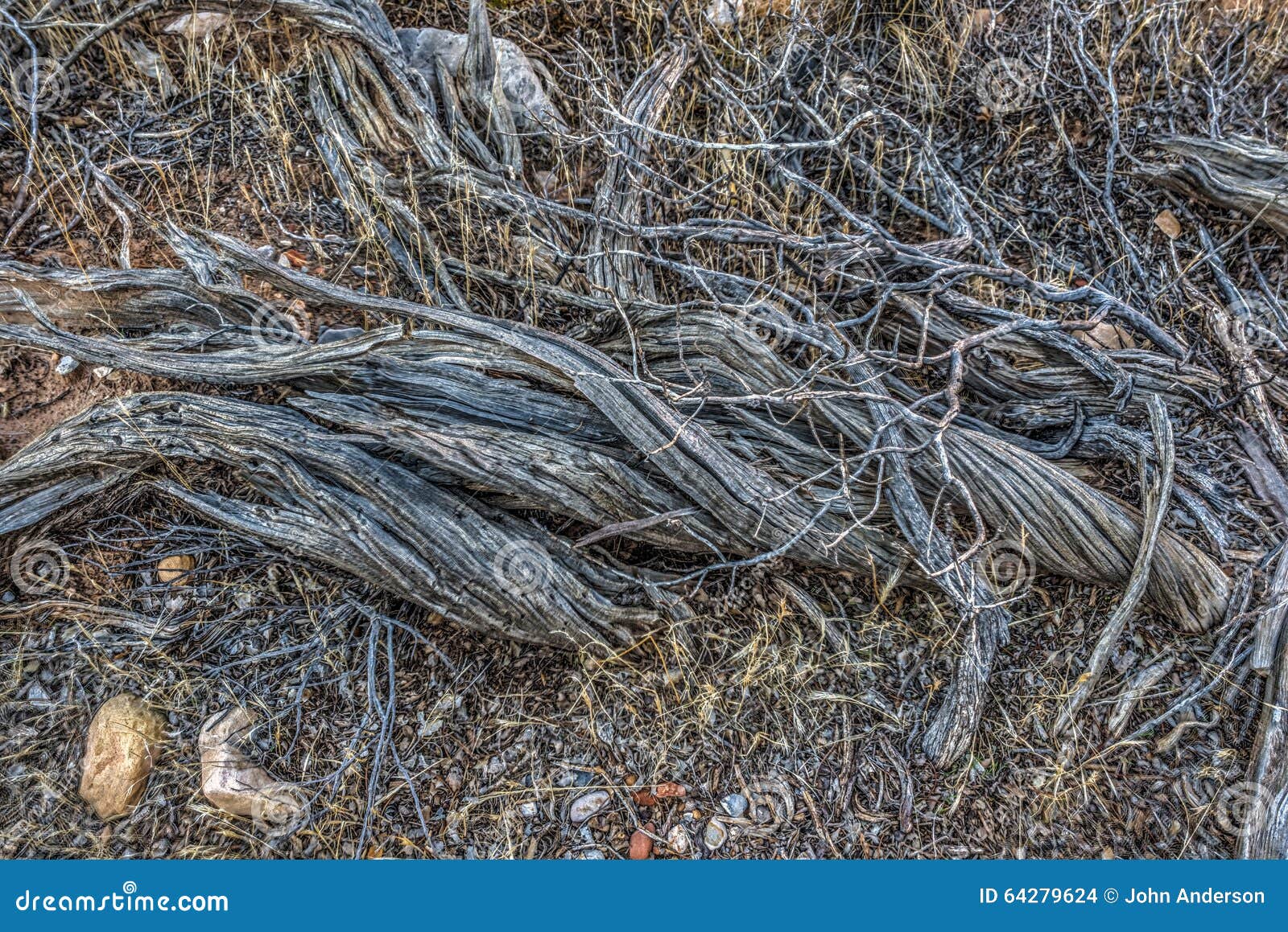 Utah Juniper tree stock photo. Image of utah, juniperus - 64279624