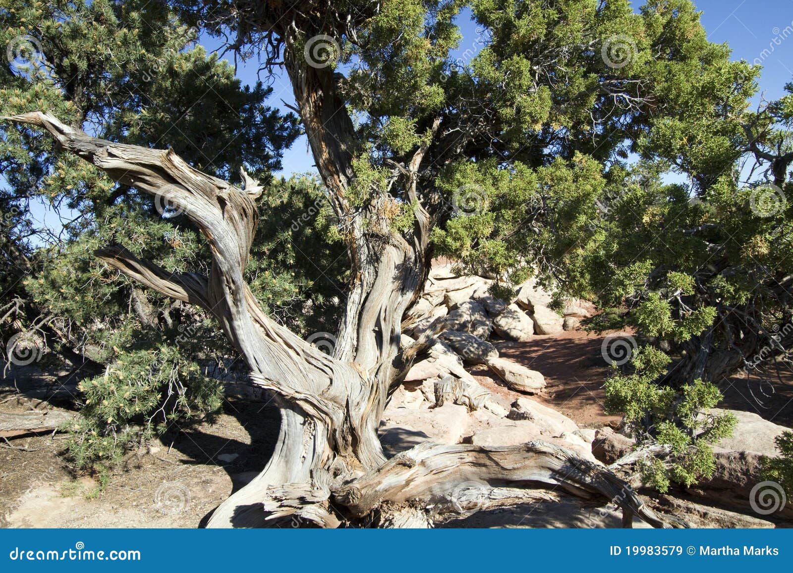 Utah Juniper Tree, Juniperus Osteosperma Stock Image - Image of utah ...