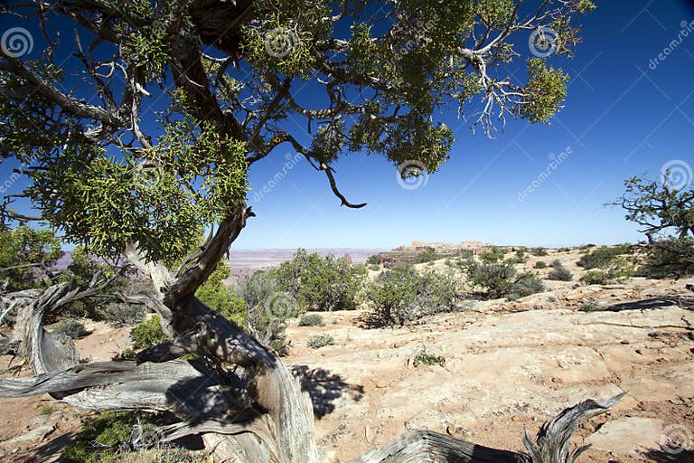 Utah Juniper Tree, Juniperus Osteosperma Stock Image - Image of ...
