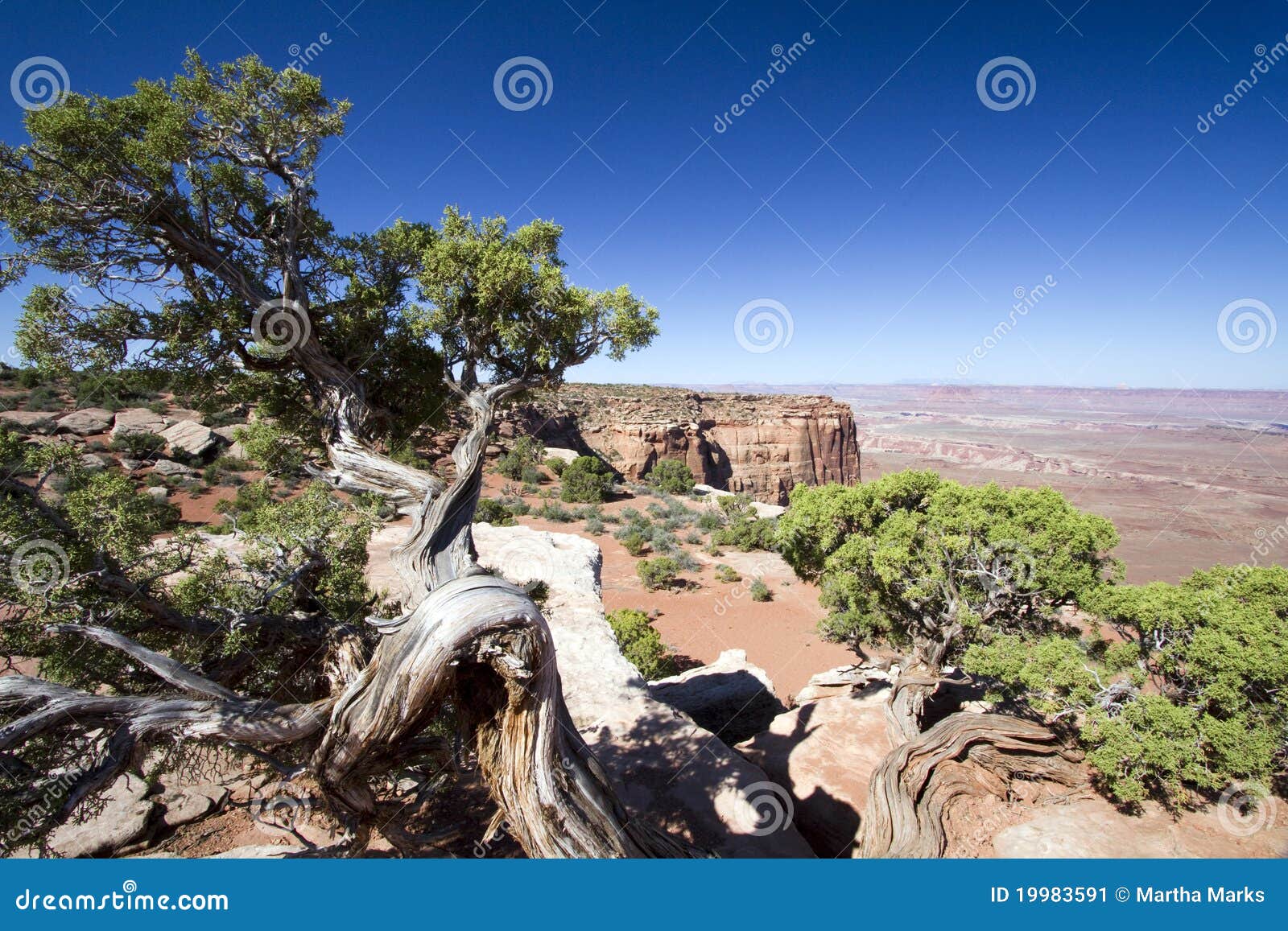 Utah Juniper Tree, Juniperus Osteosperma Stock Image - Image of moab ...