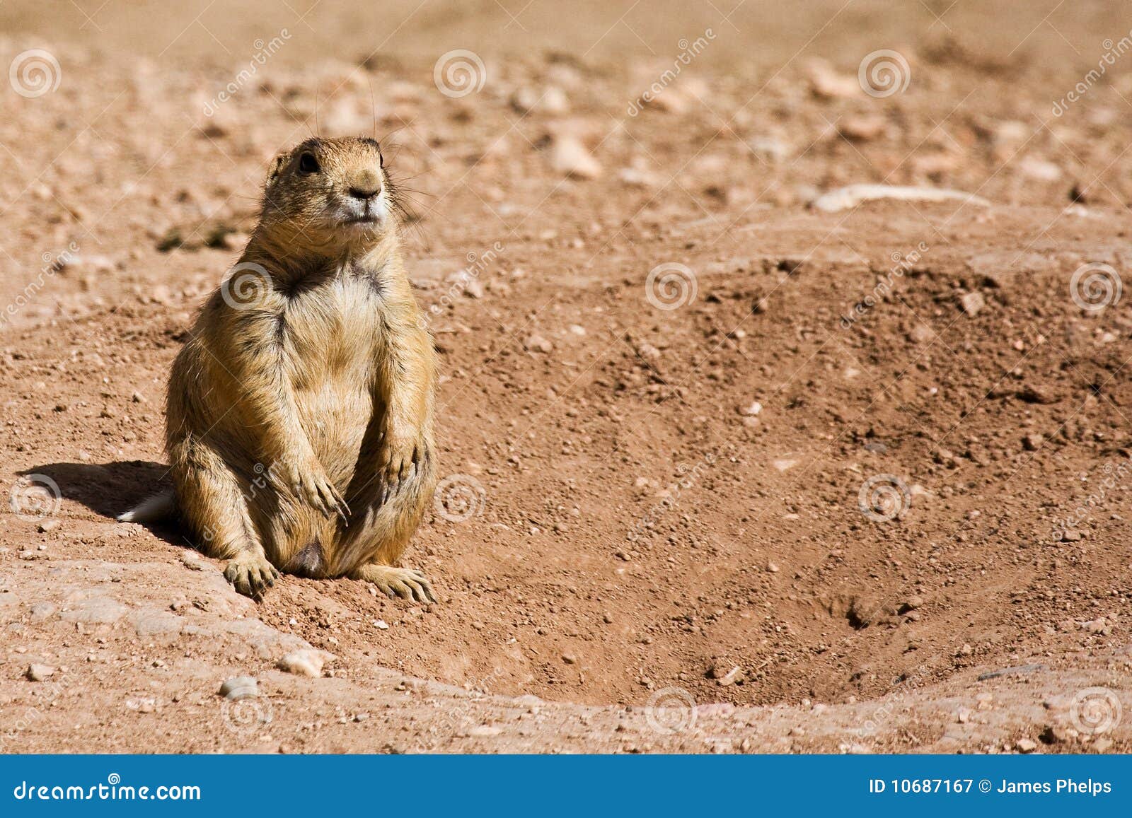Utah Prairie Dog Near Den Entrance Stock Image - Image of canyon ...