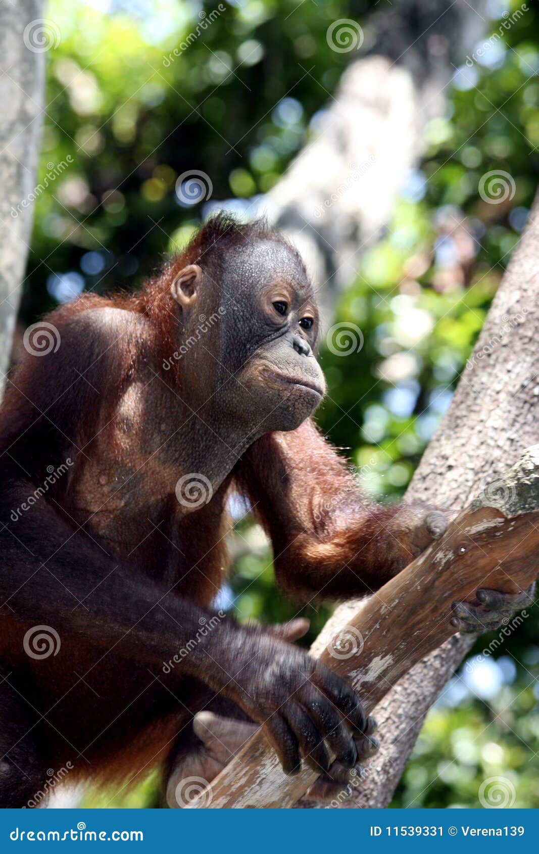 Utan orang-oetan stock afbeelding. Image of groen, boom - 11539331