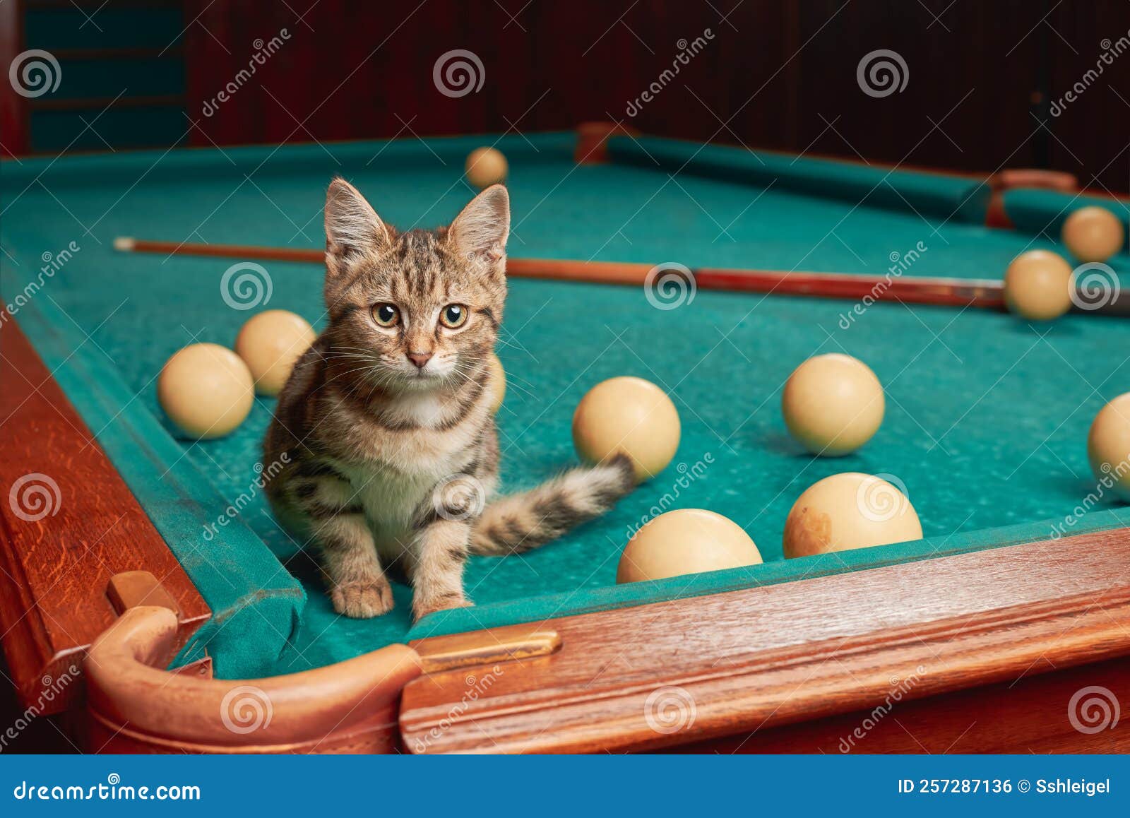 ?ute Tabby Kitten Sitting on a Pool Table with Balls and a Cue. Indoors ...