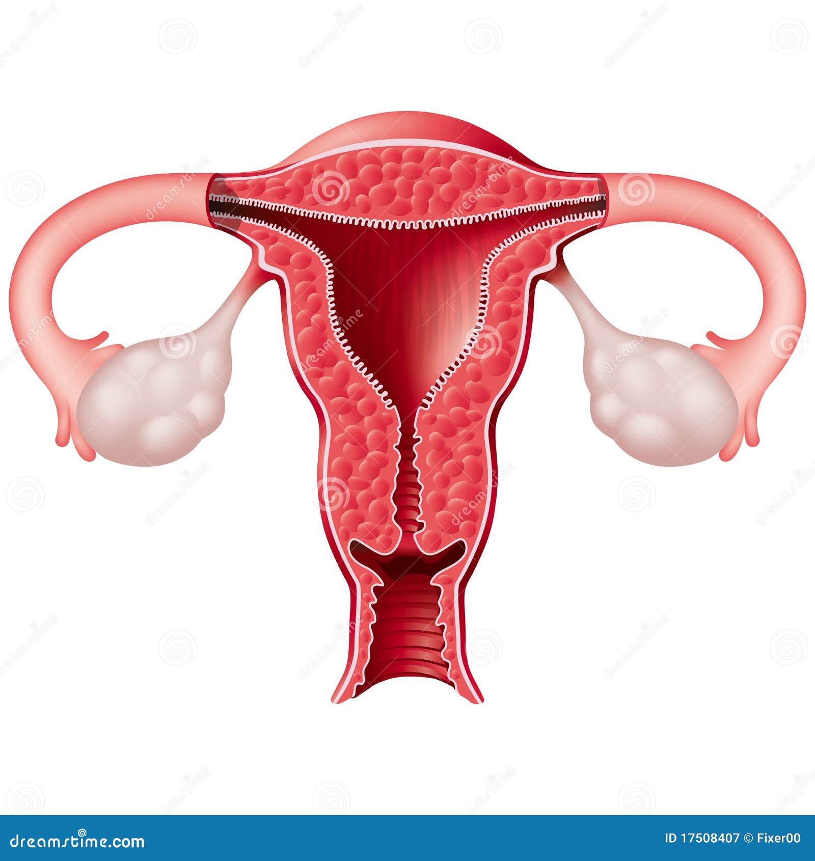 Uterus Stock Vector Illustration Of Healthcare Human 17508407