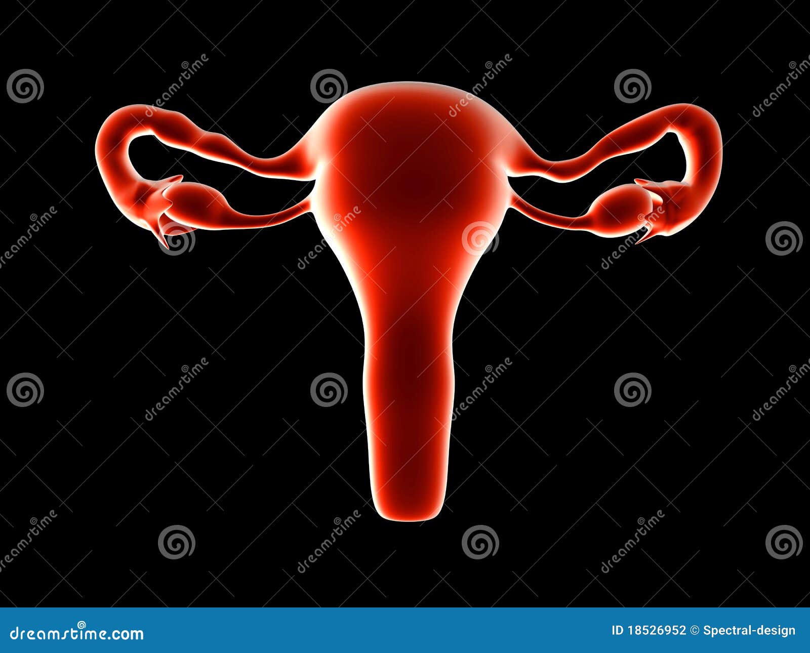 Uterus stock illustration. Illustration of anatomical - 18526952