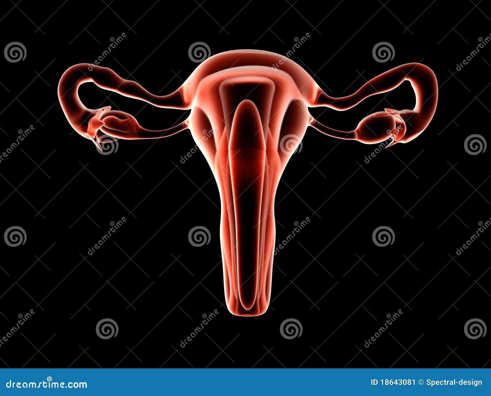 Uterus stock illustration. Image of science, reproductive - 18643081