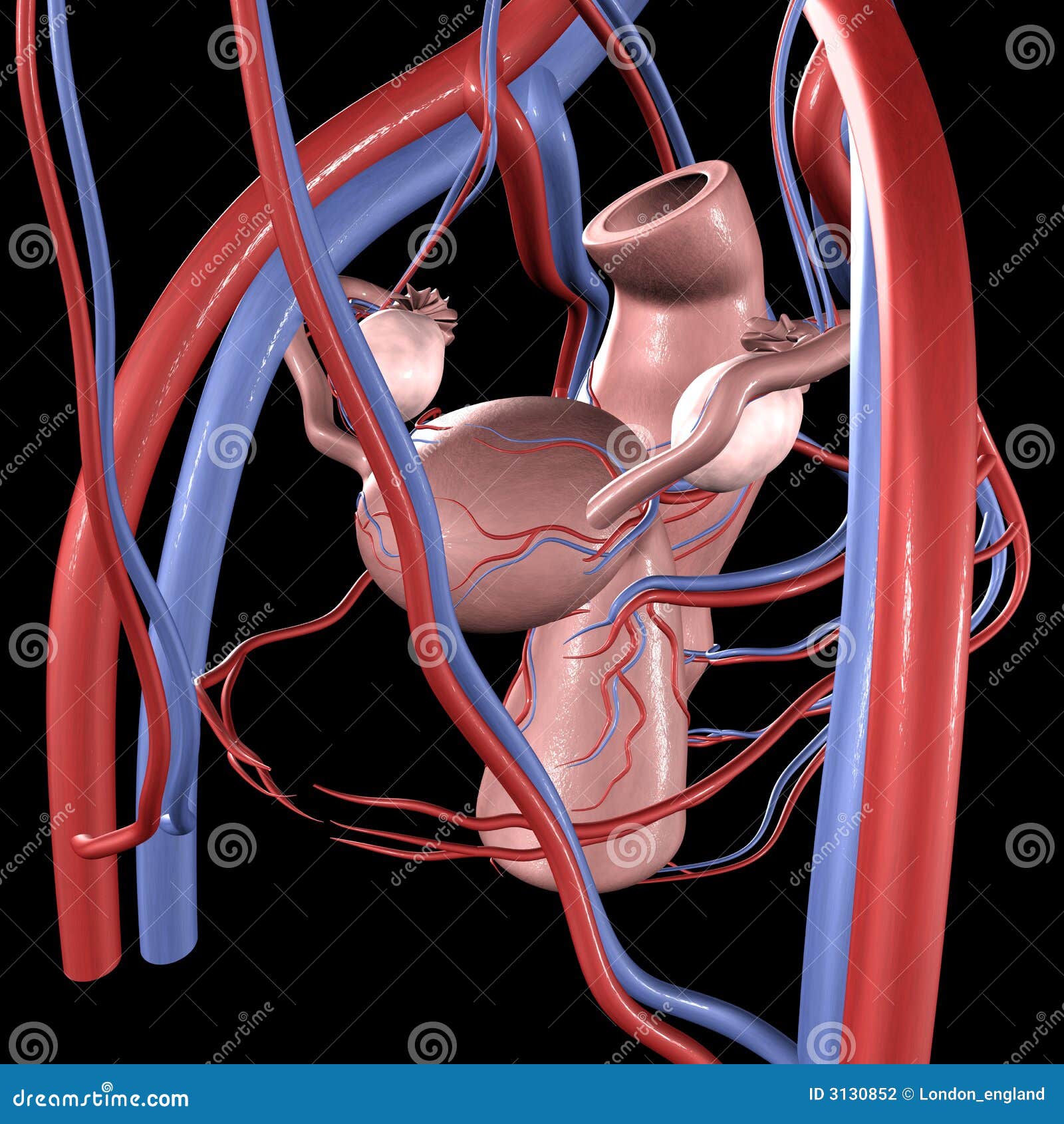Uterus And Fallopian Tube Transparent Icon. Uterus And Fallopian Vector ...