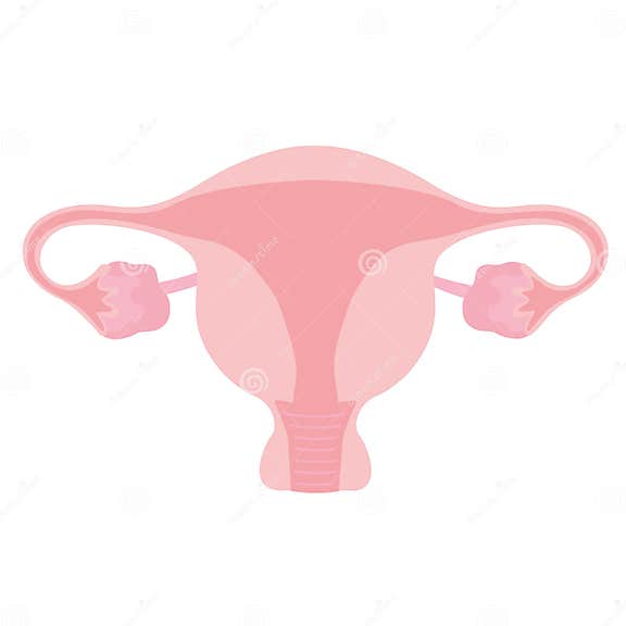 Uterus with Appendages Ovaries Vector Illustration Stock Vector ...