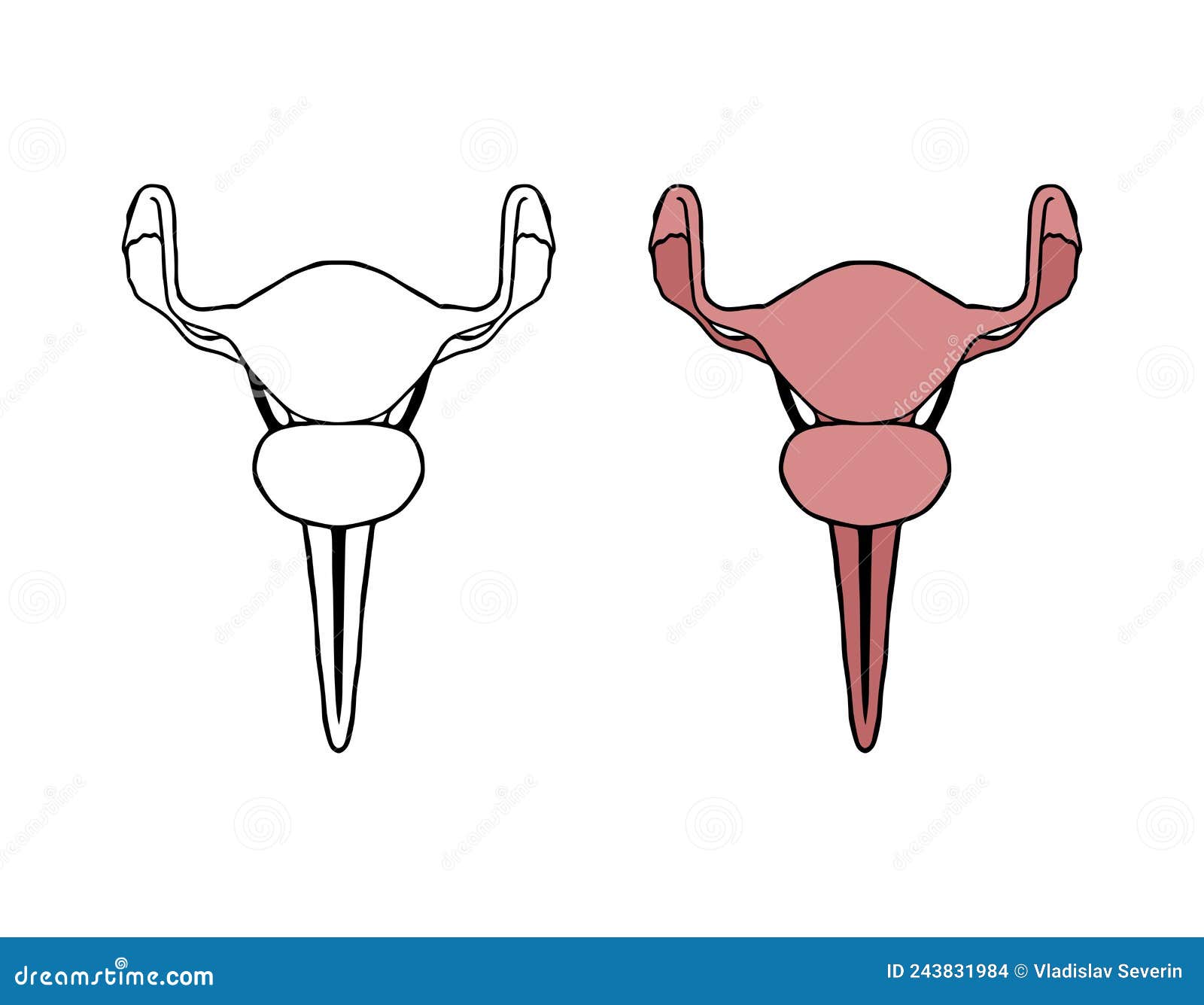 Uterus Doodle Vector Illustration Female Internal Organ Stock Vector