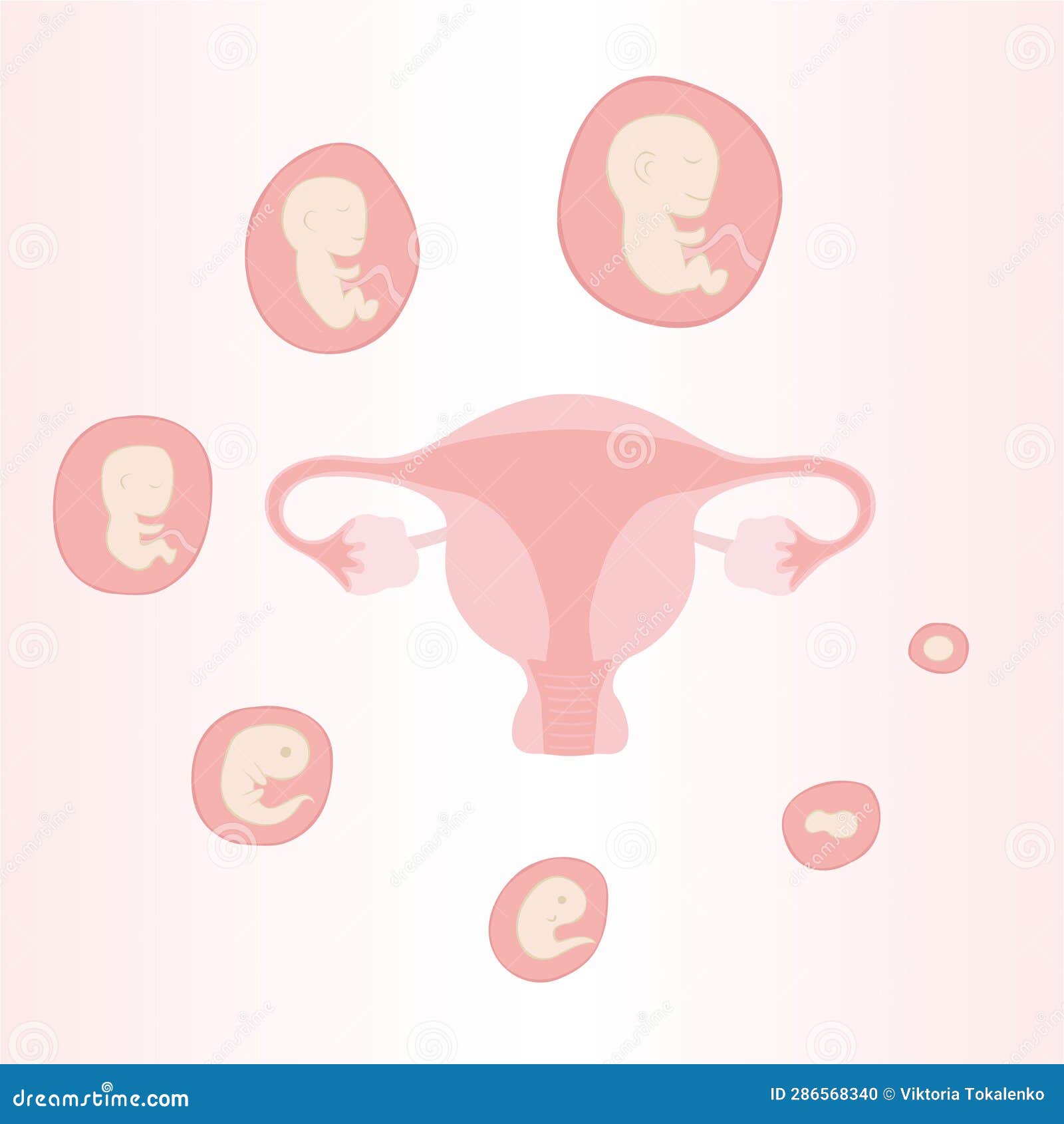 Uterus with Embryos and Baby in Weeks Vector Illustration Stock Vector ...