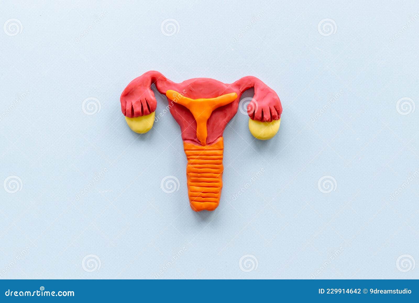 Uterus of Female Reproductive System. Anatomical Model Top View Stock ...
