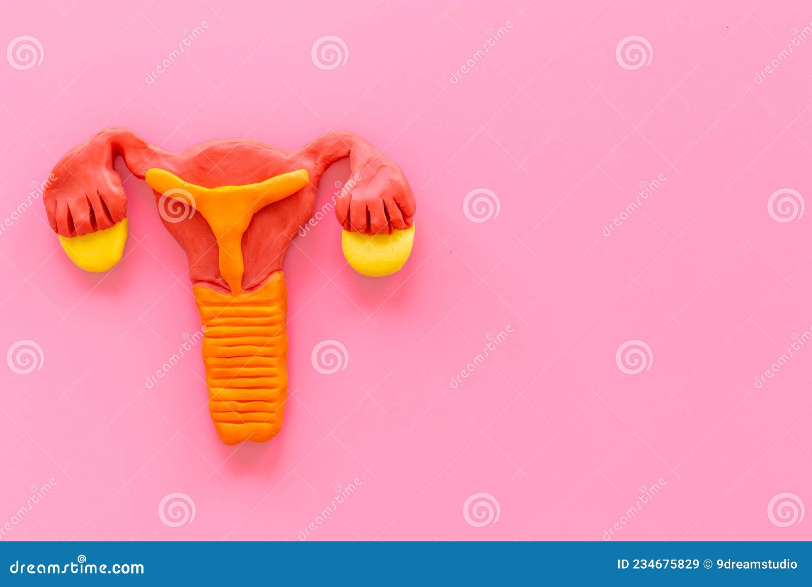 Uterus of Female Reproductive System. Anatomical Model Top View Stock ...