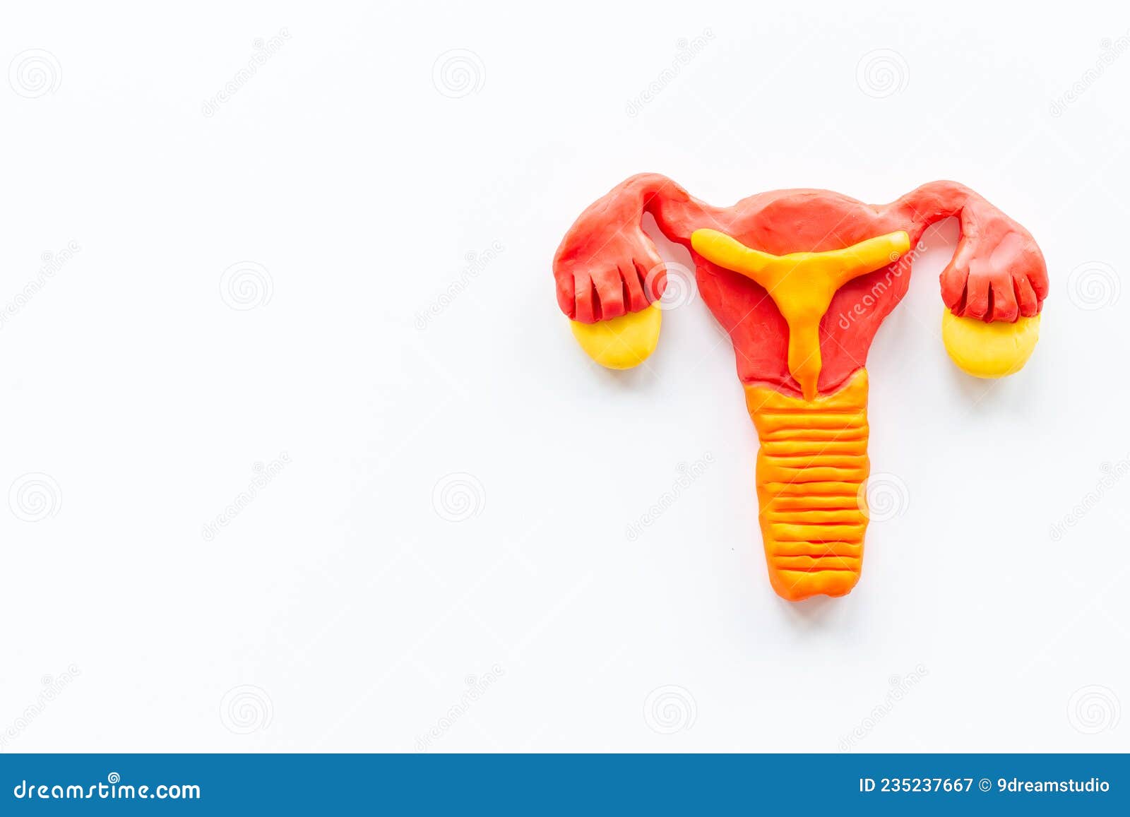 Uterus of Female Reproductive System. Anatomical Model Top View Stock ...