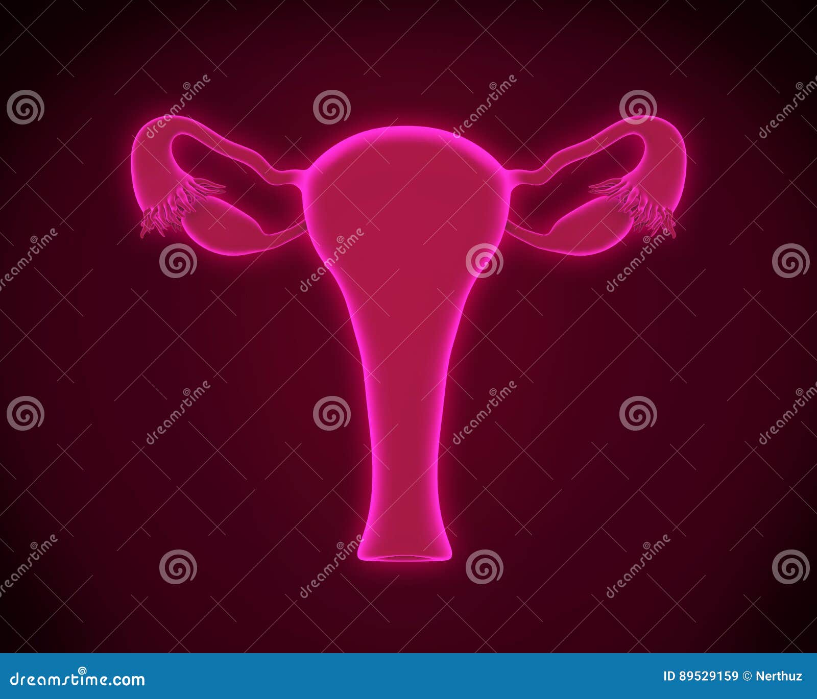 Uterus Female Reproductive System Stock Illustration - Illustration of ...