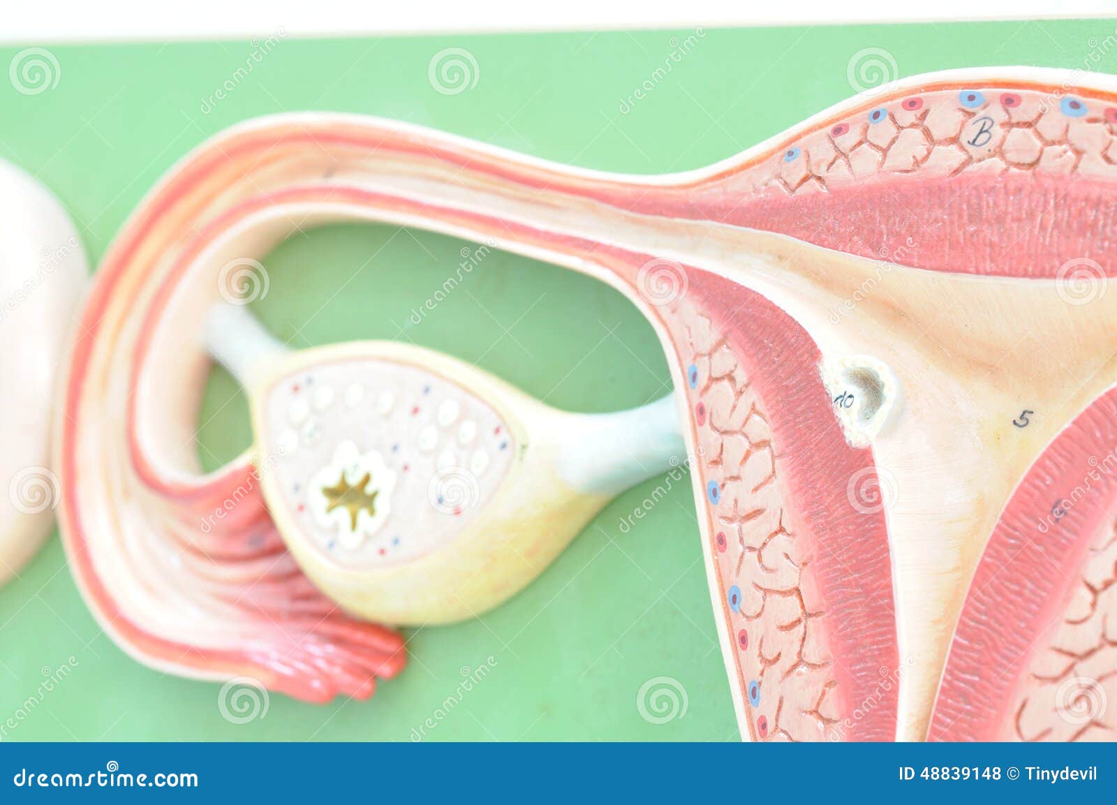 Uterus Of Human Stock Photo - Image: 48839148