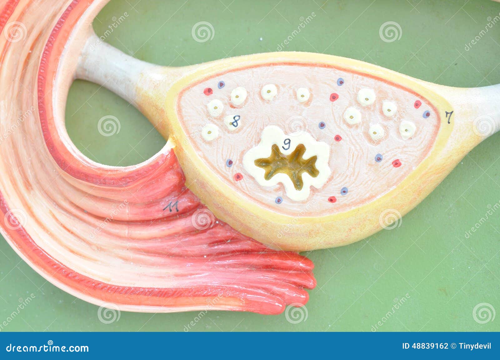 Uterus of human stock photo. Image of female, drawing - 48839162