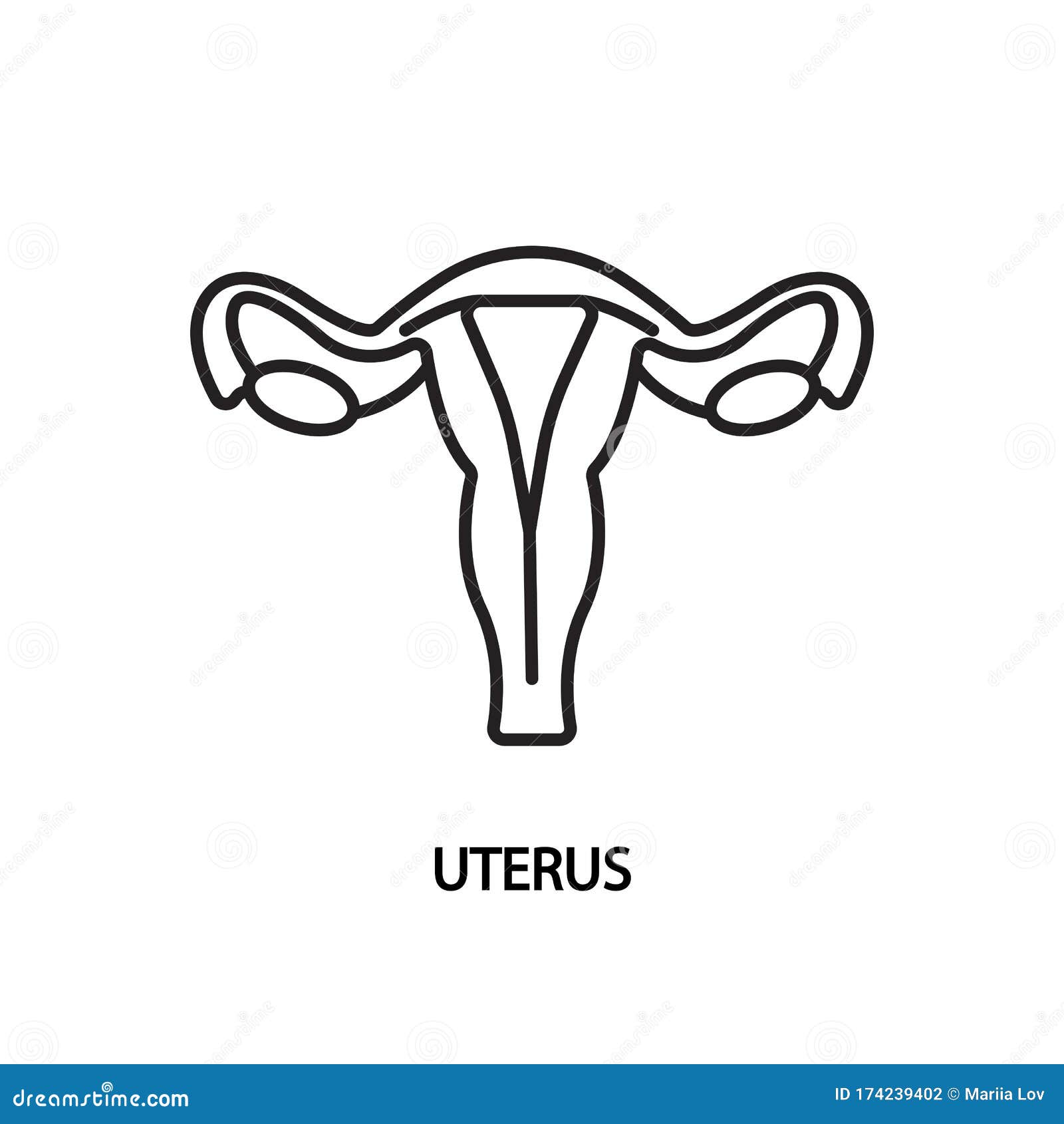 Uterus Line Icon Vector Illustration Female Reproductive Organ Stock