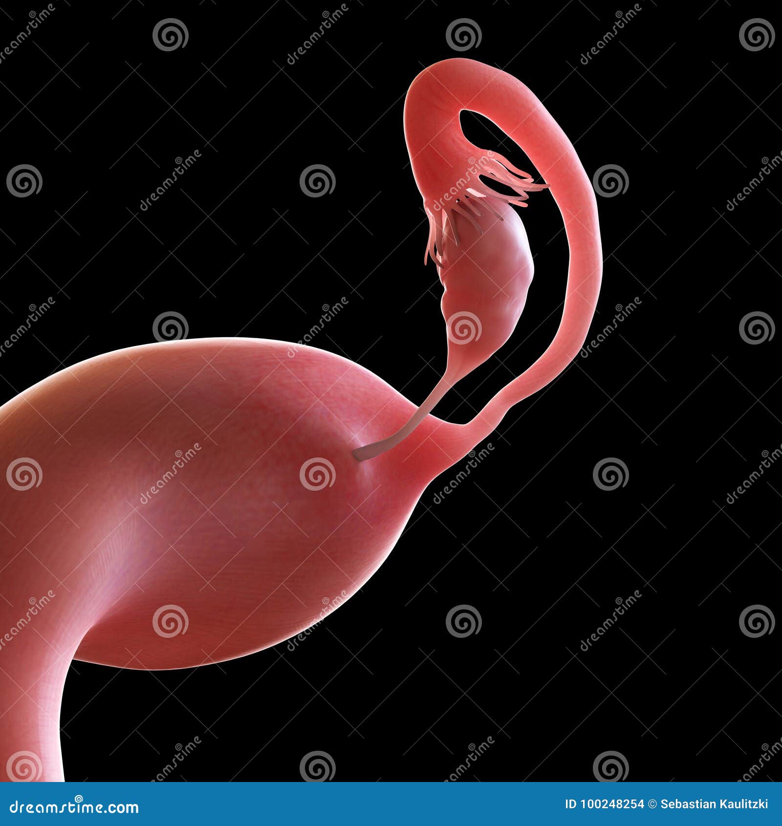 The uterus stock illustration. Illustration of healthy - 100248254
