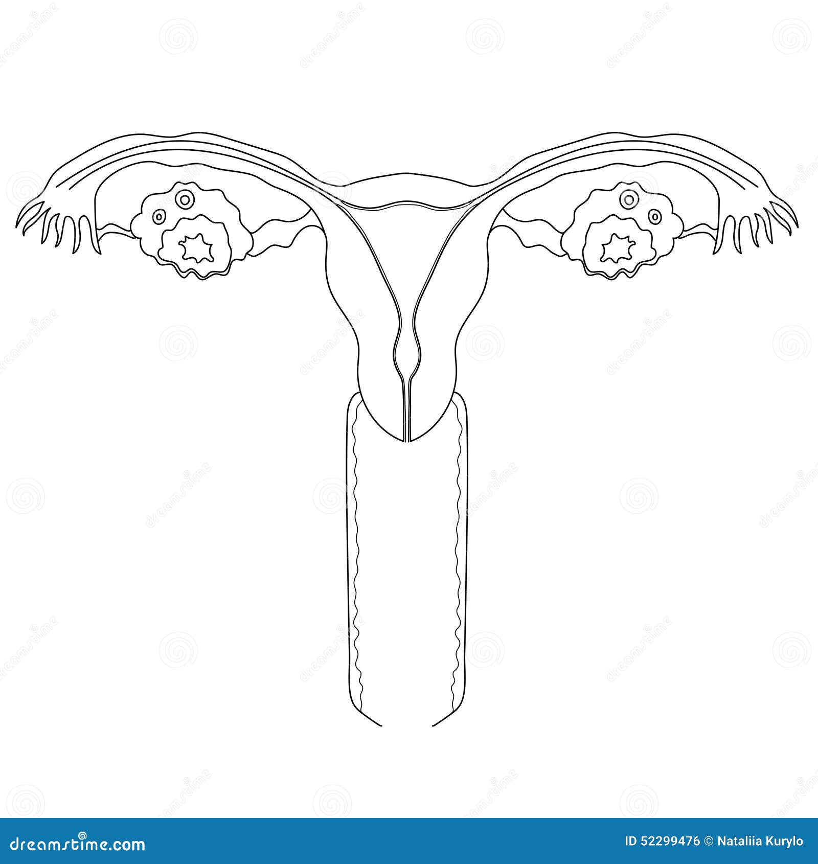 Femenino Colorear Reproductivo Vrouwelijk Voortplantingsstelsel ...