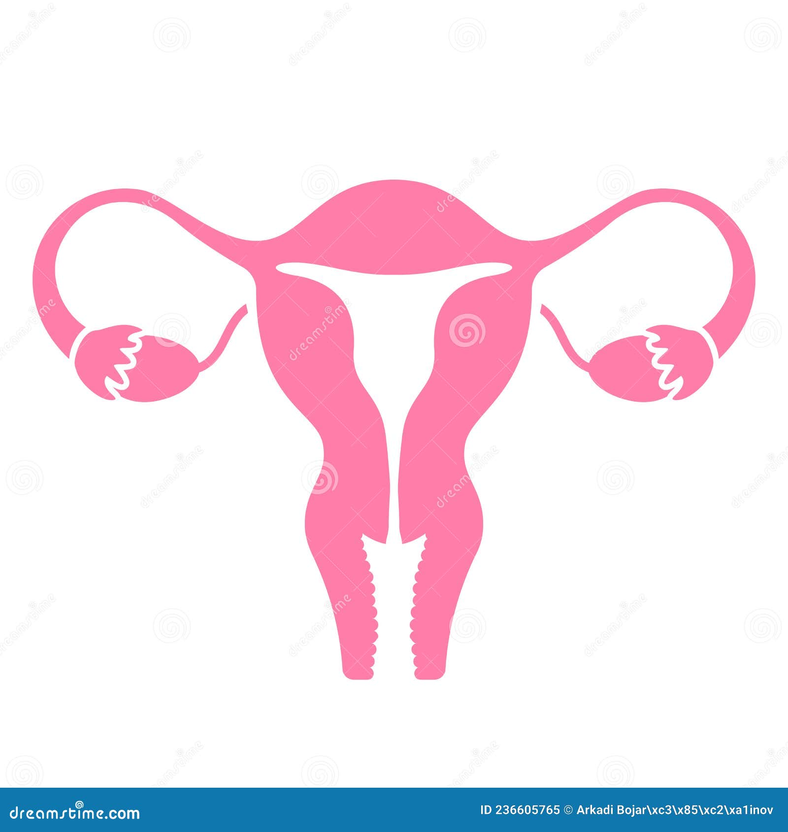 Uterus Vector Medical Icon | CartoonDealer.com #175811574