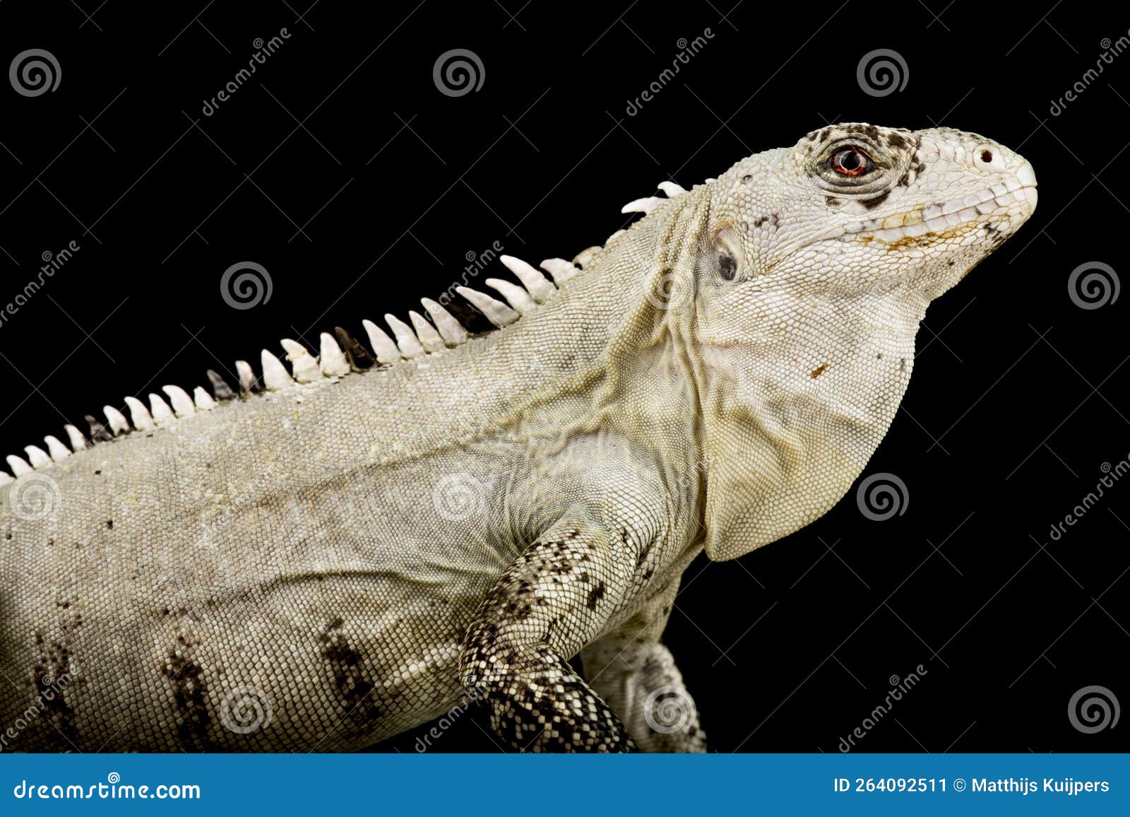 Utila Spiny-tailed Iguana Ctenosaura Bakeri Stock Image - Image of utilla, animal: 264092511