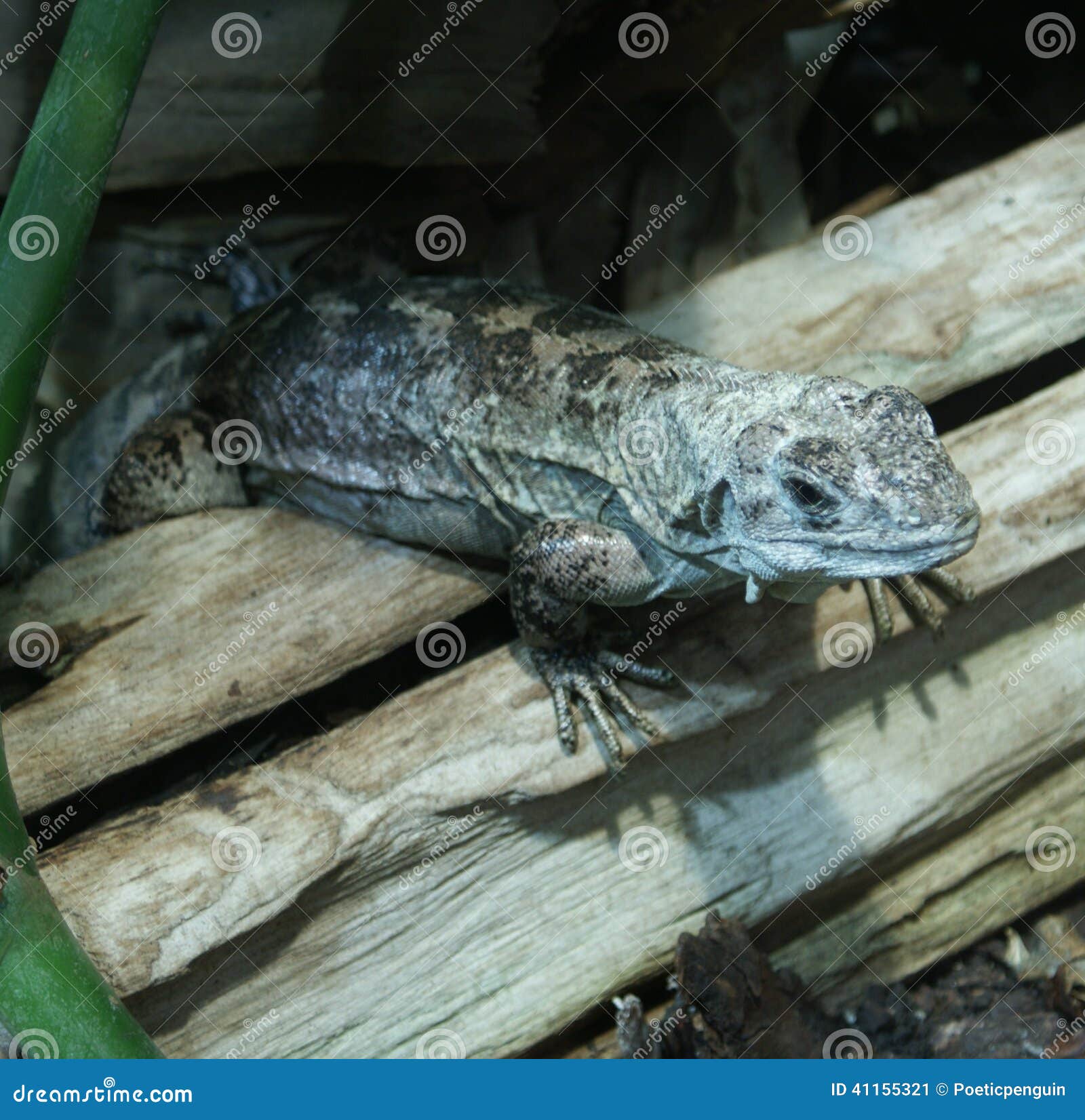 Utilan Spiny-tailed Lizard - Ctenosaura Bakeri Stock Image - Image of ...