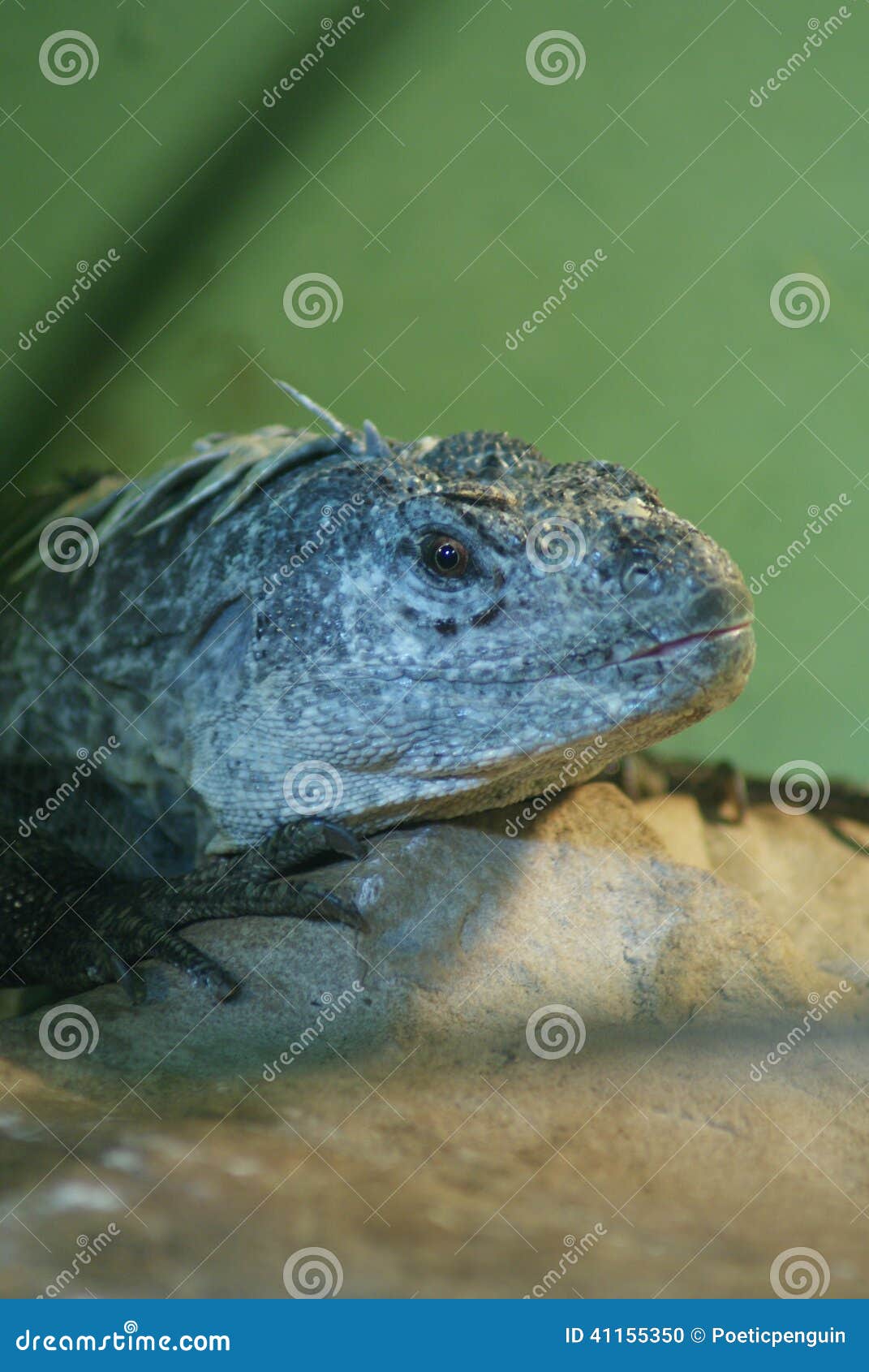 Utilan Spiny-tailed Lizard - Ctenosaura Bakeri Stock Photo - Image of ...