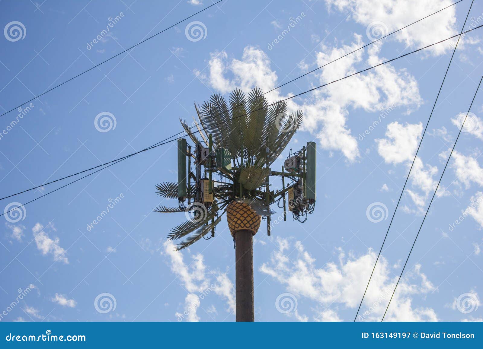 Cell Tower tree stock image. Image of bounce, internet - 163149197