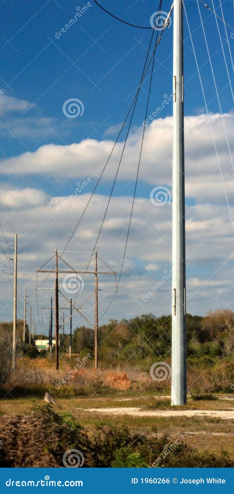 Utility Lines stock photo. Image of florida, post, enviornmental - 1960266