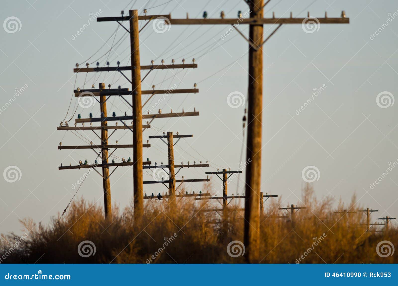 Utility Poles Standing in the Desert Stock Photo - Image of utility ...