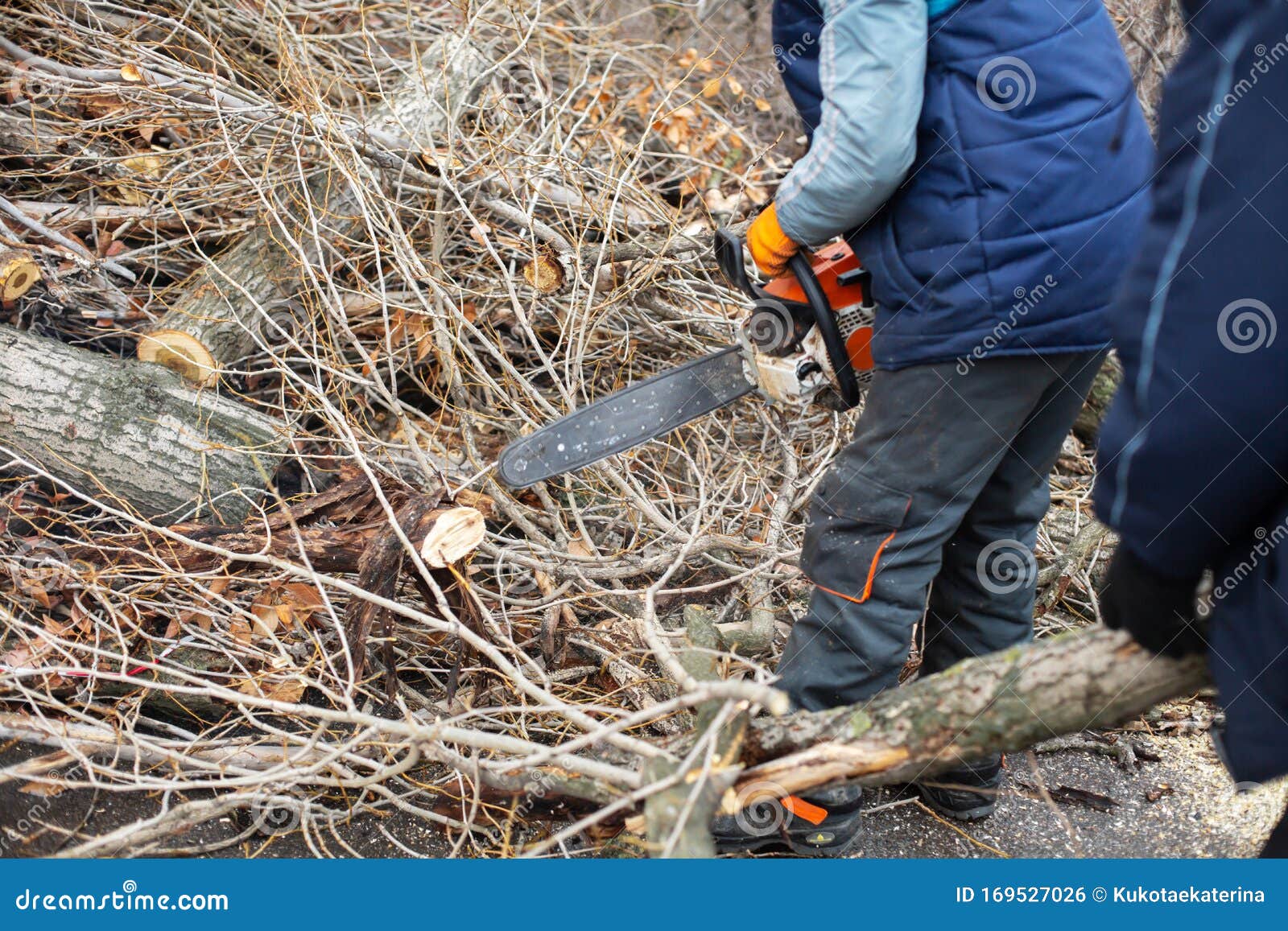 161 Utility Tree Trimming Stock Photos - Free & Royalty-Free Stock ...