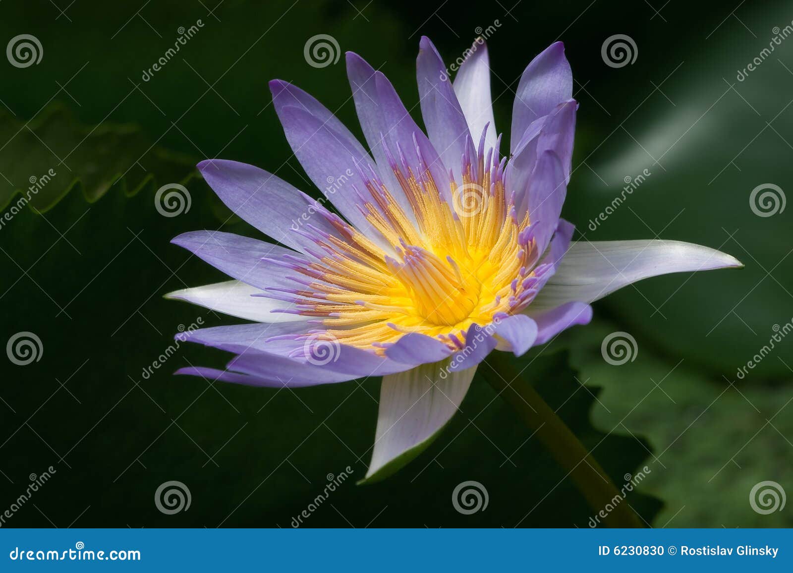 Utopia stock photo. Image of outdoor, macro, blossoming - 6230830